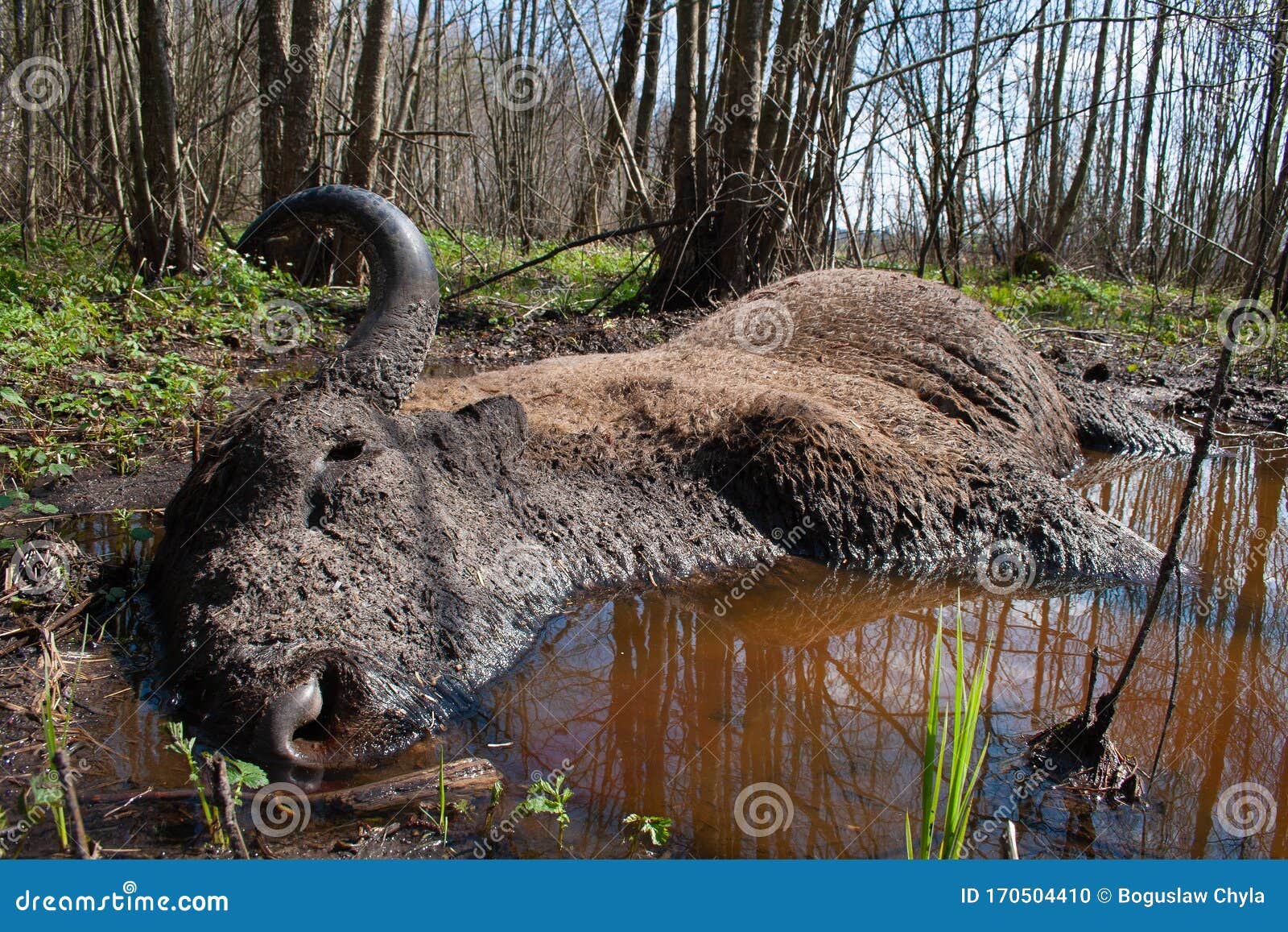 A Dead Bison Lying in the Mud in the Bialowieska Forest Stock Photo ...