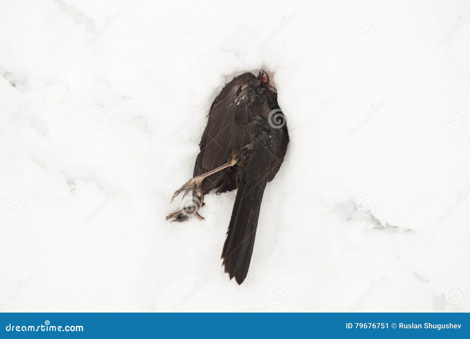 A Dead Black Mamba - Dendroaspis Polylepis - On A White Sandy Road. The ...