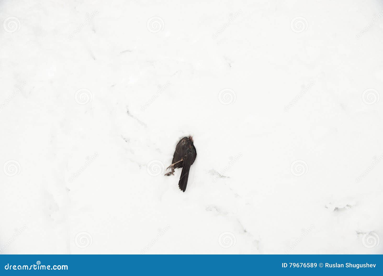 Dead Black Bird Lying in the Snow Stock Image - Image of snow, frozen ...