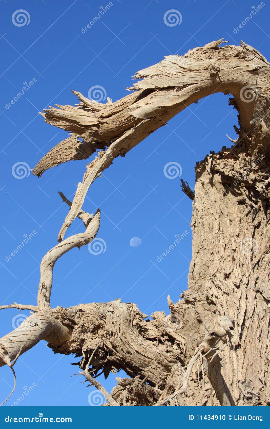 The dead black poplar stock photo. Image of environment - 11434910