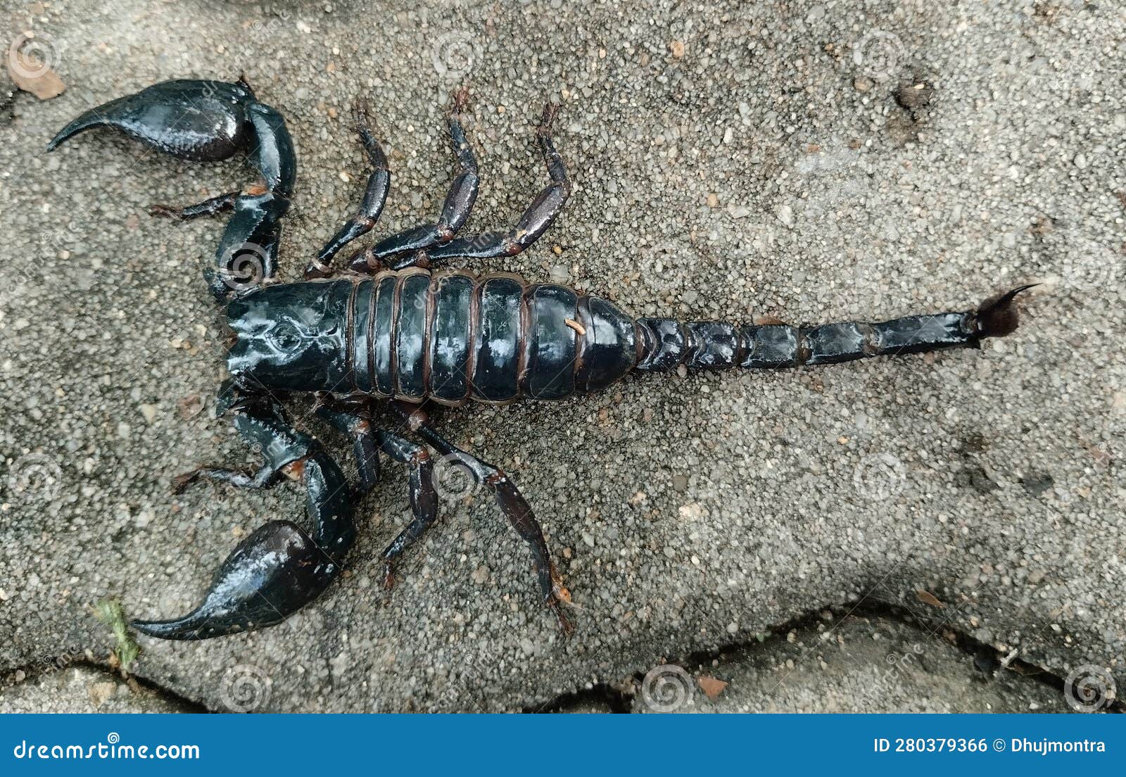 Dead Black Scorpion on Cement Floor. Stock Photo - Image of : 280379366