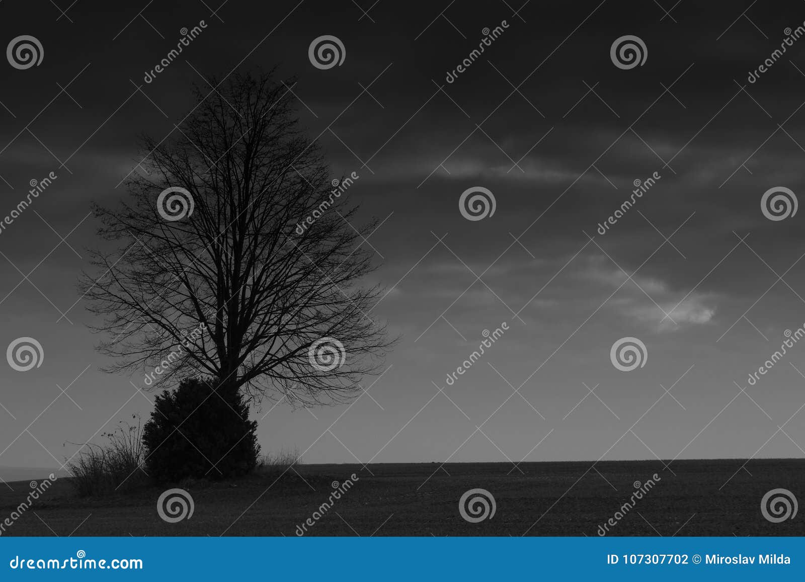 Dead shrub stock photo. Image of grass, nature, fall - 107307702