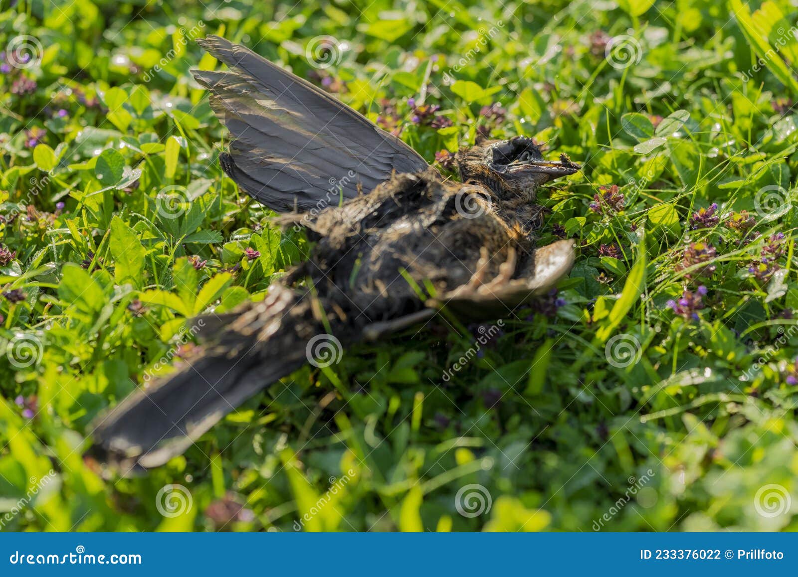 Dead blackbird stock photo. Image of body, dead, decay - 233376022
