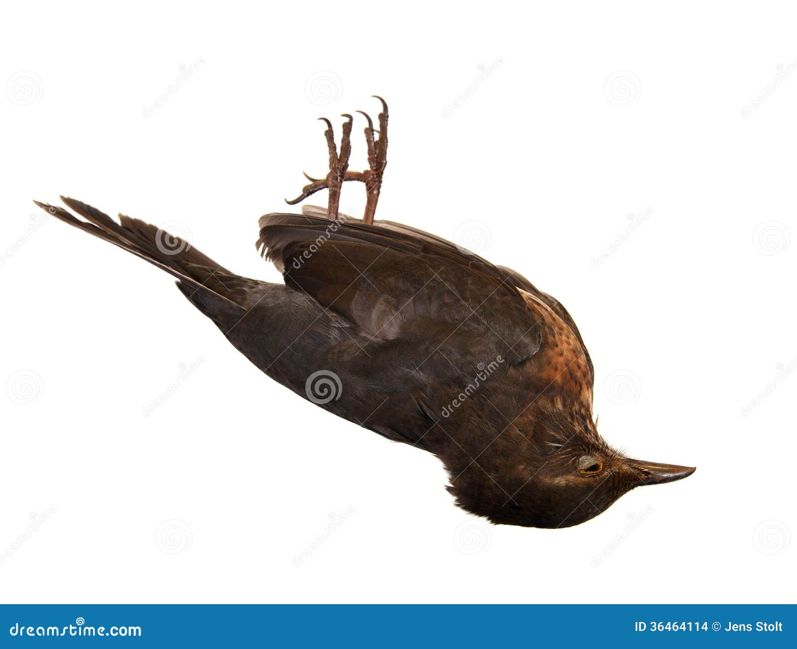 Dead blackbird female stock photo. Image of waste, dead - 36464114