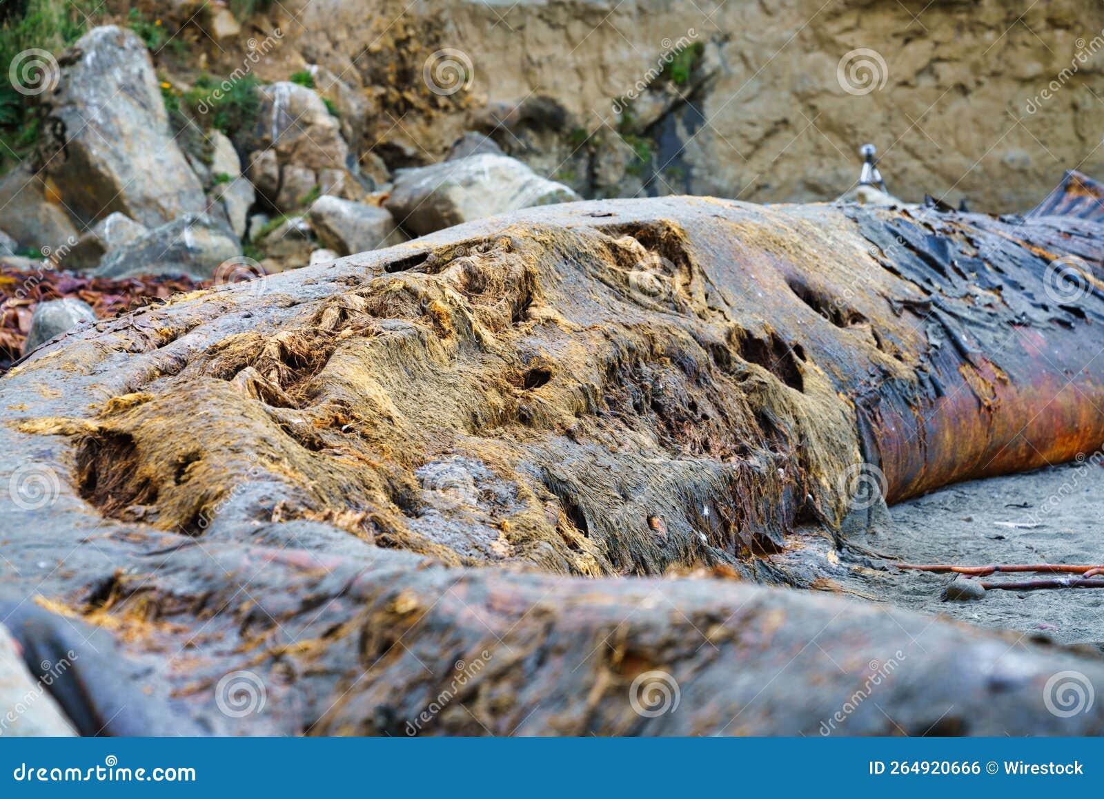 Dead Blue Whale Corpse on the Coast of Chiloe Island Stock Photo ...