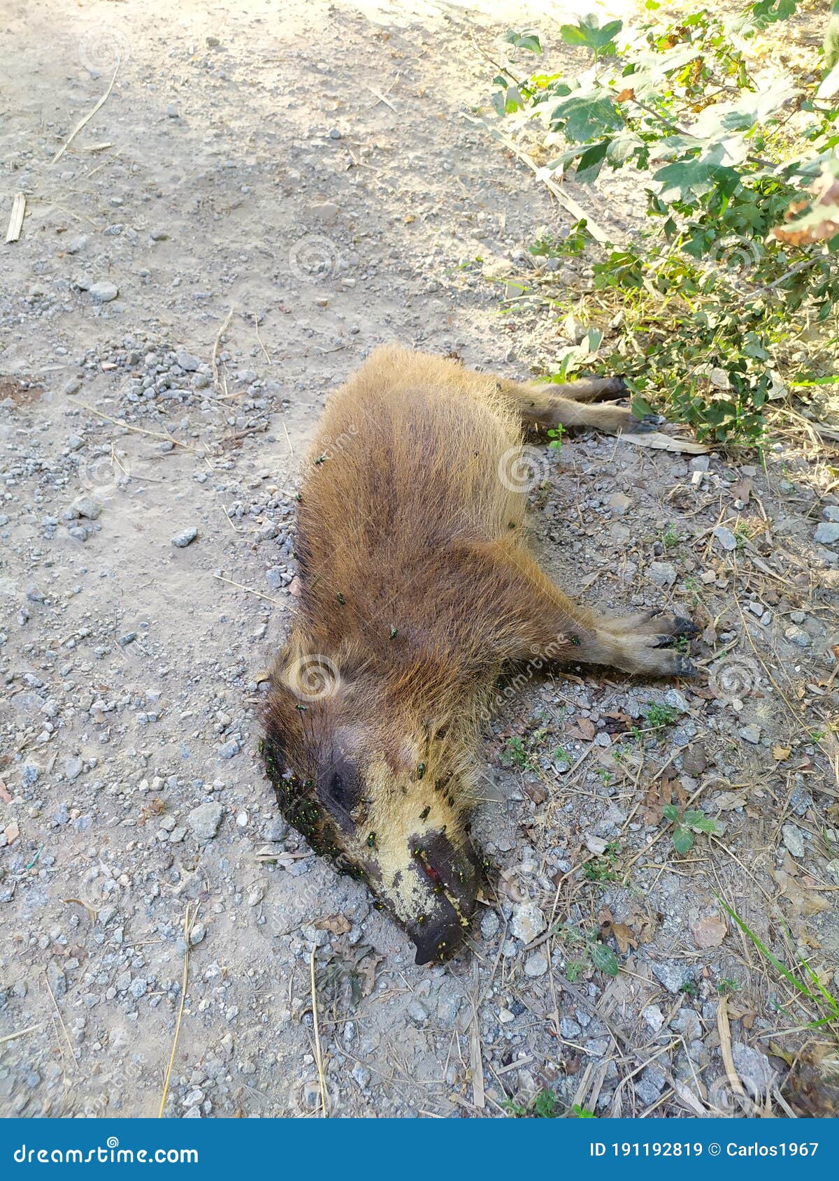 Dead Boar Calf on the Ground with Flies Stock Image - Image of ground ...