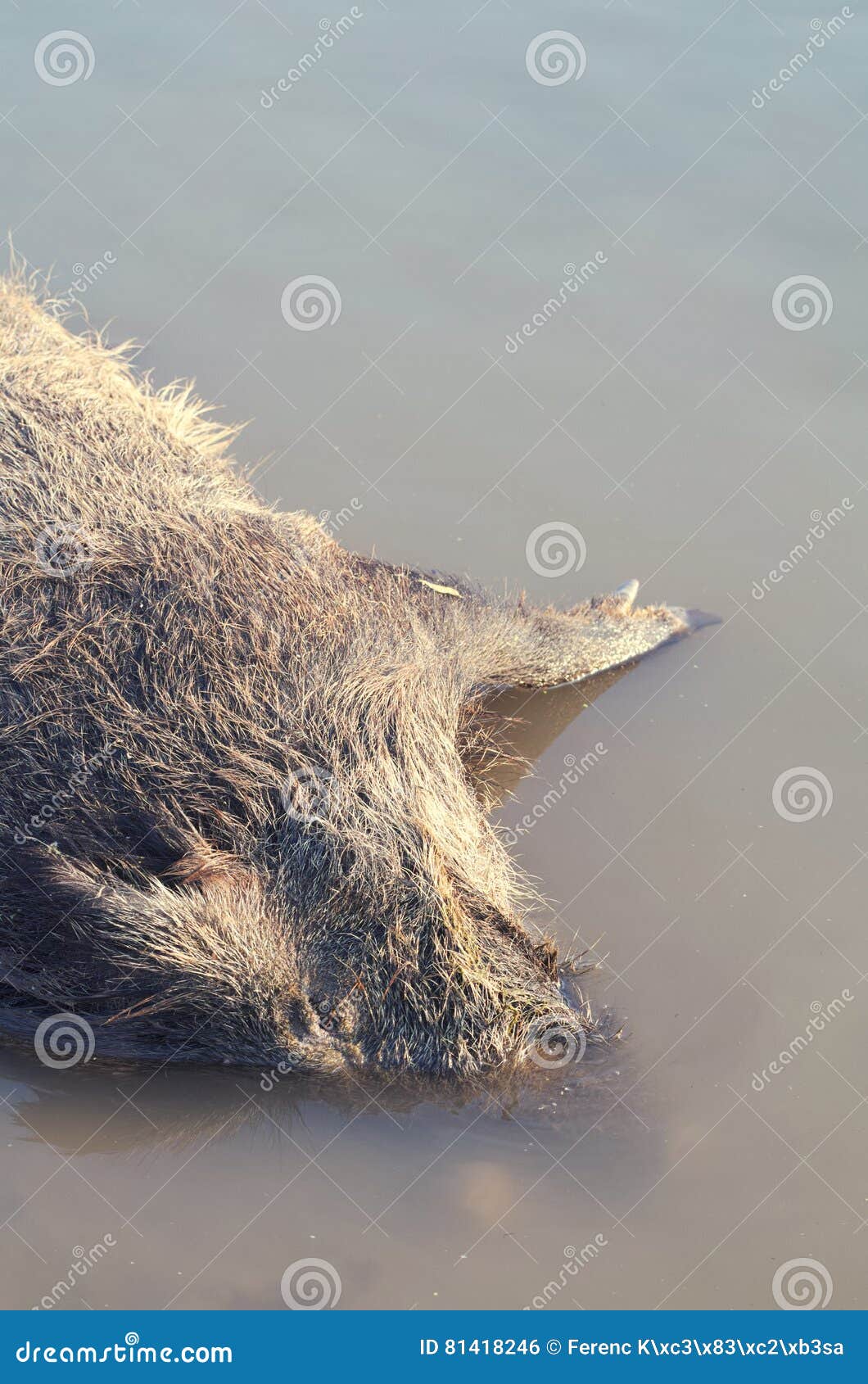 Dead Boar in the Water Vertical Stock Photo - Image of water, livestock ...