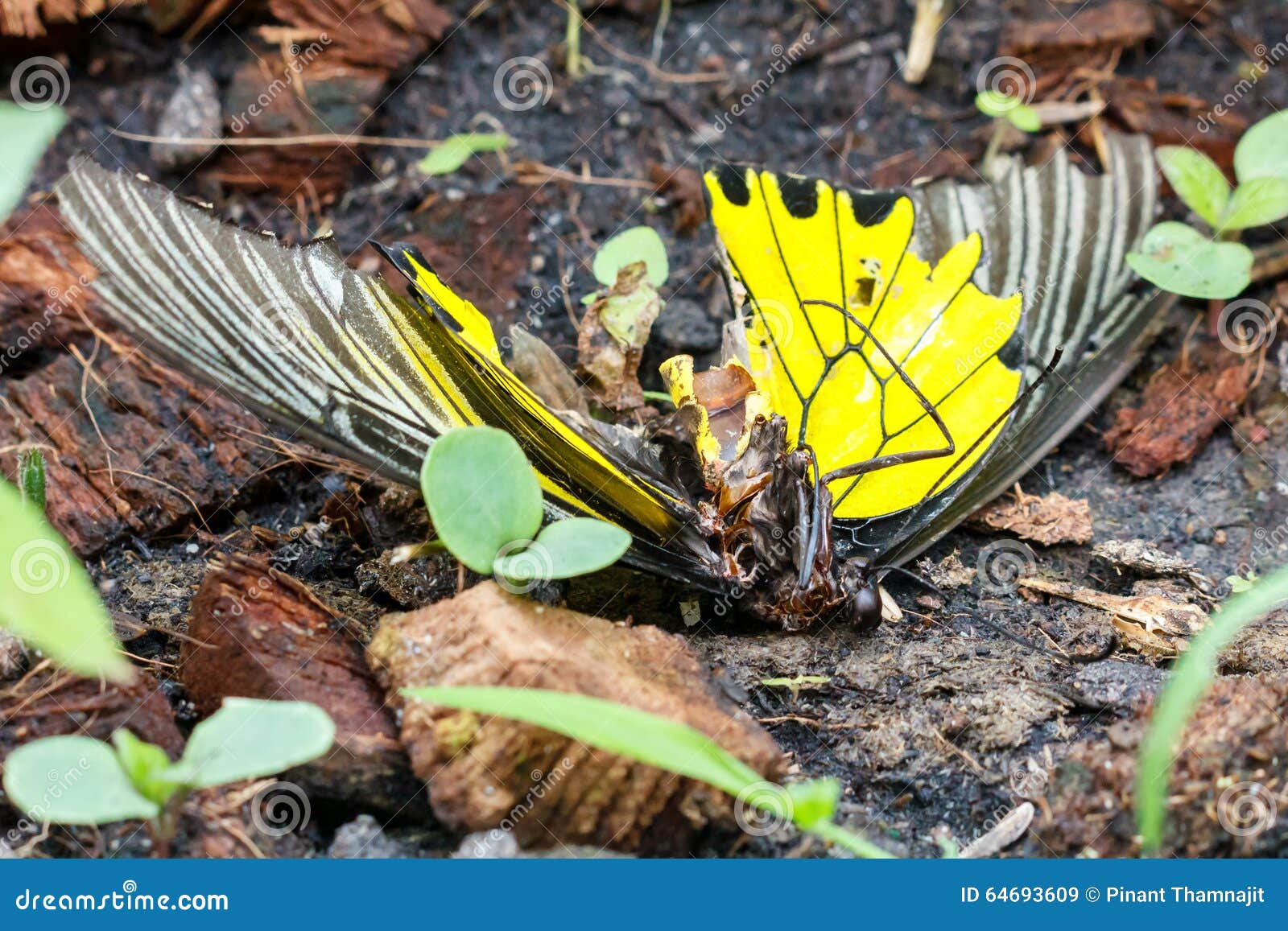 Dead body of butterfly. stock image. Image of yellow - 64693609