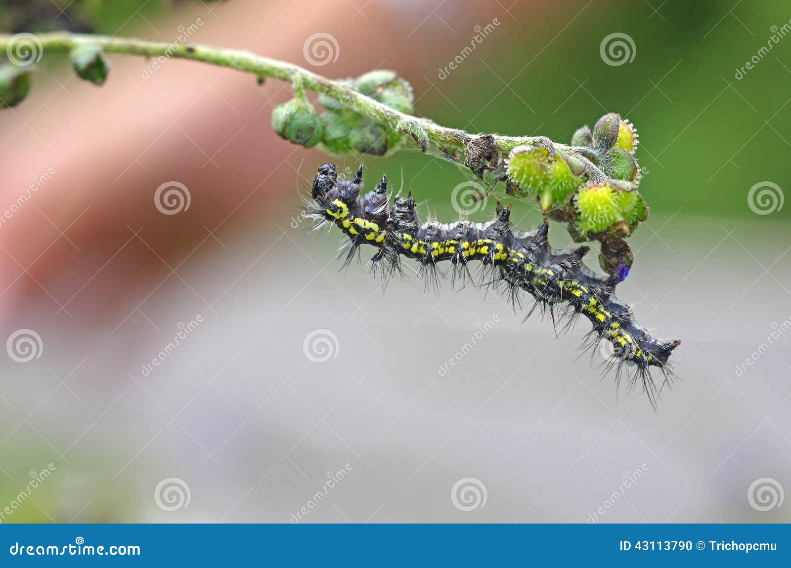 Dead Body of the Butterfly Worm Stock Photo - Image of nature, animals ...