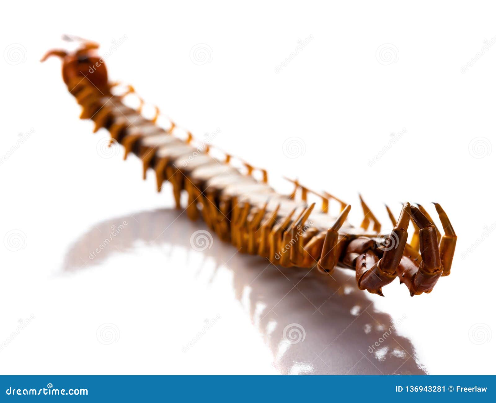 Dead Body of Giant Size Centipede on a White Background Stock Image ...