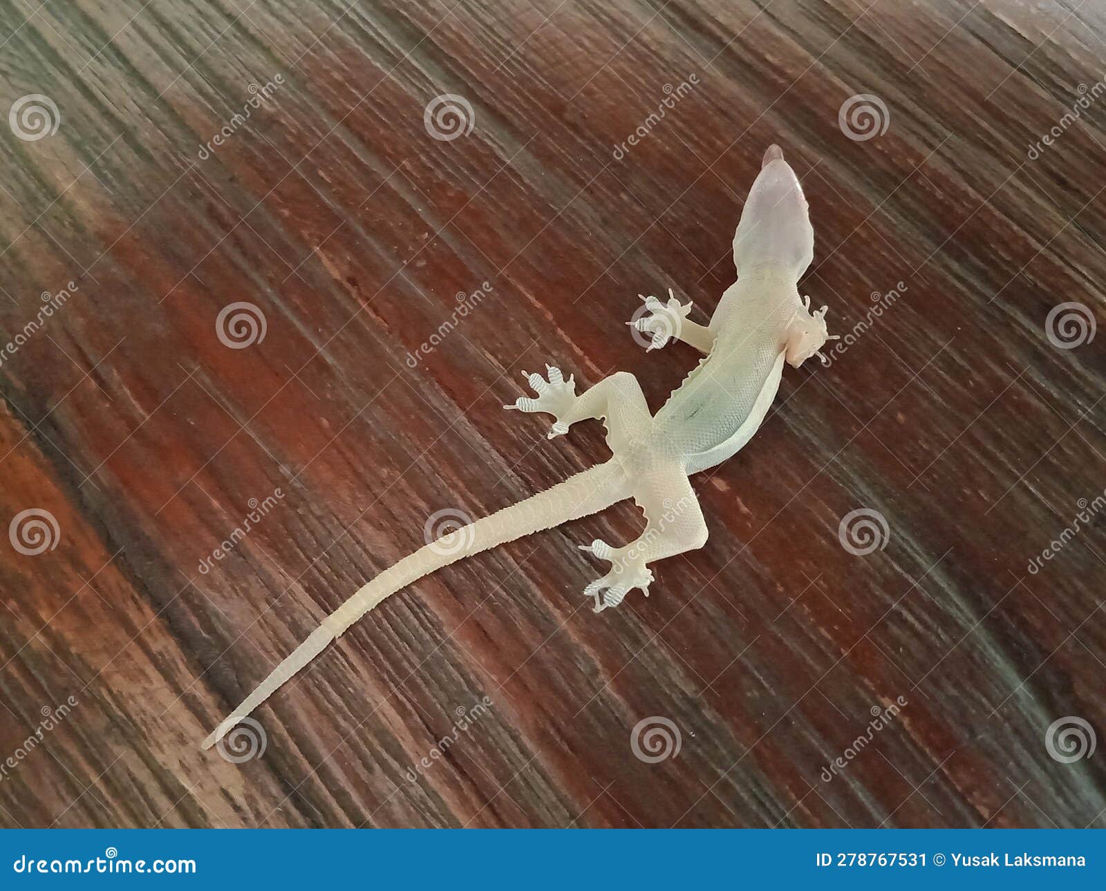A Dead Body of a House Lizard Lying Down on Wood Surface Stock Image ...