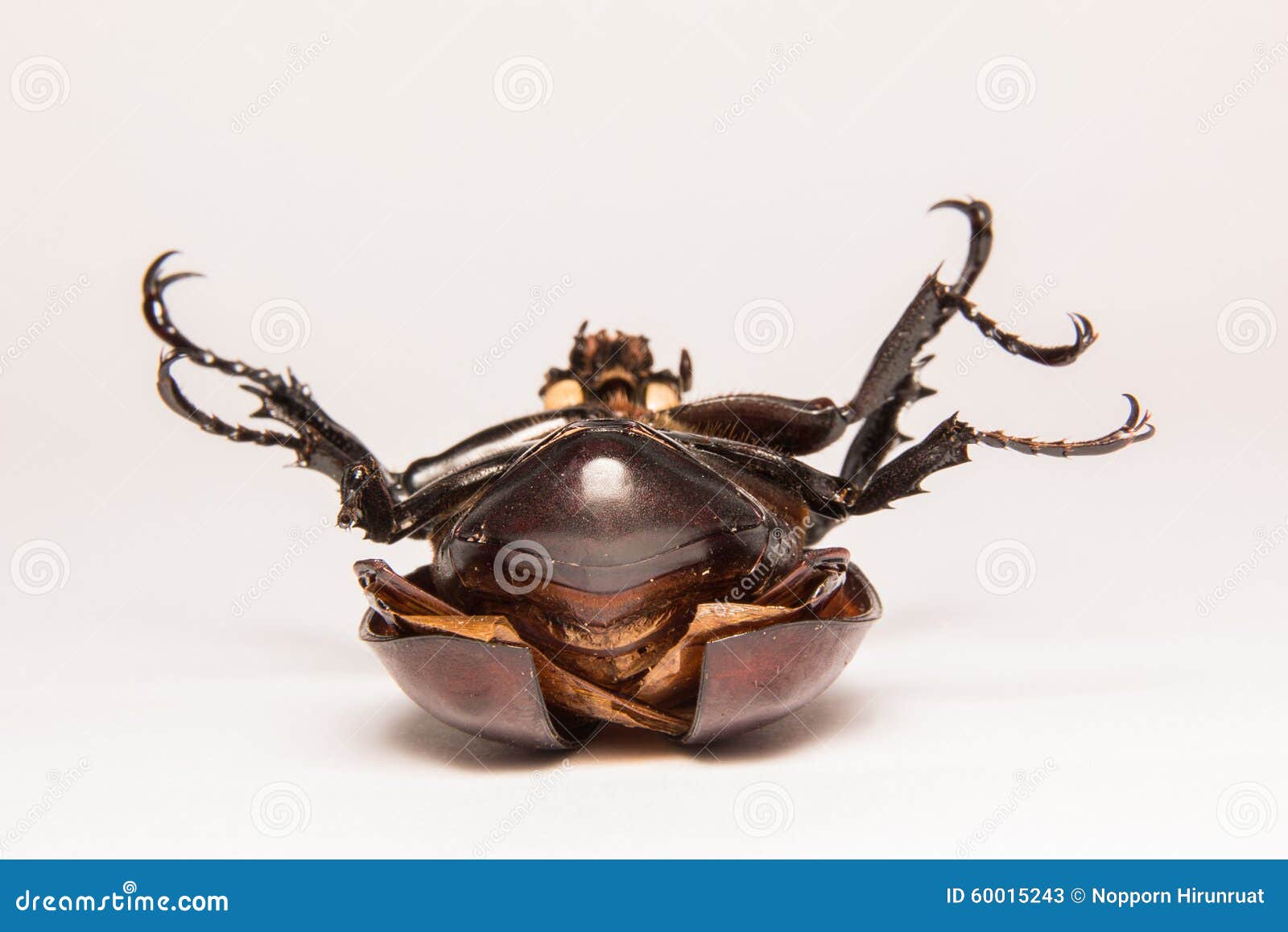 A dead body stock image. Image of grub, carcass, flight - 60015243