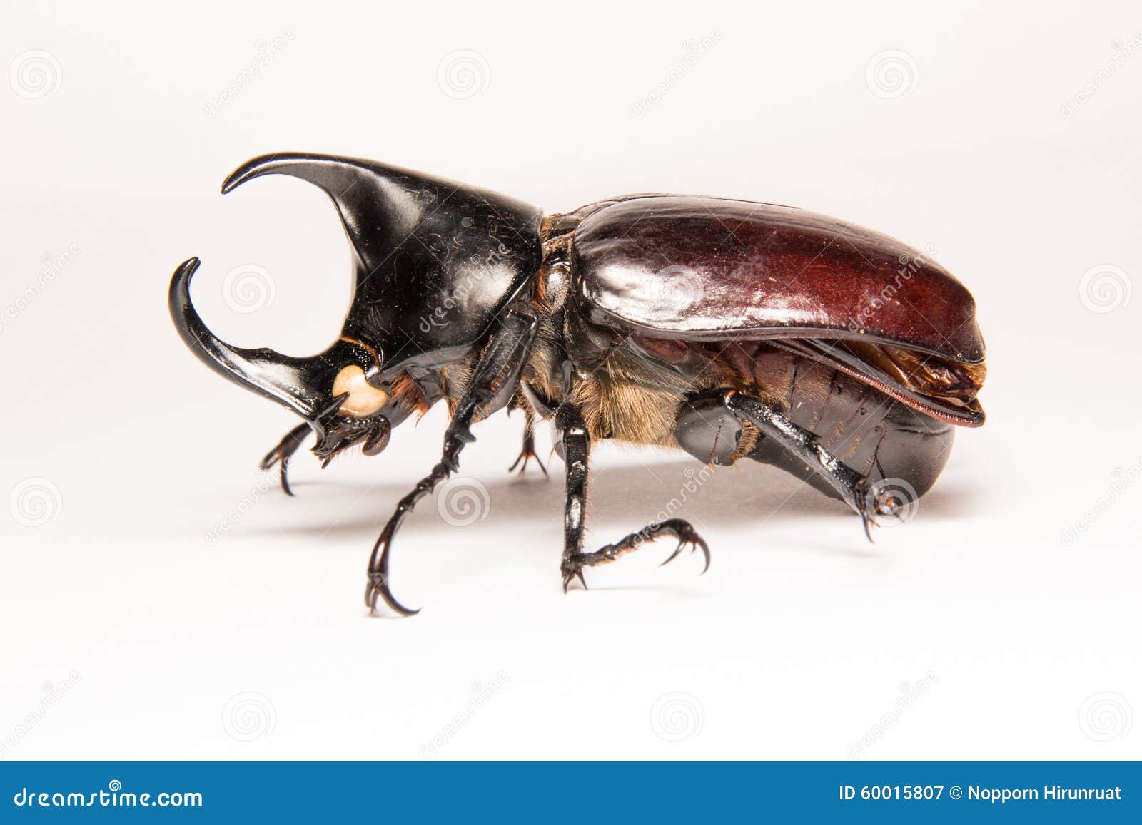 A dead body stock image. Image of carcass, cute, chrysalis - 60015807