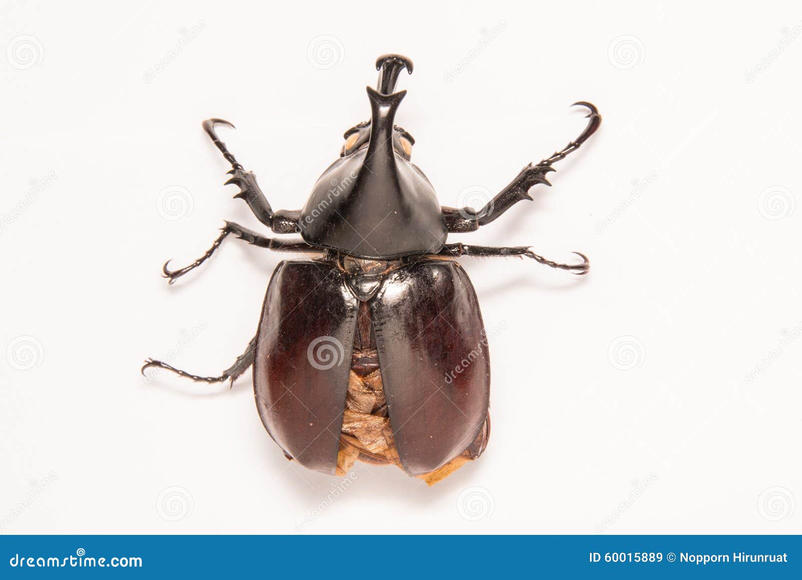 A dead body stock image. Image of cute, domesticanimal - 60015889