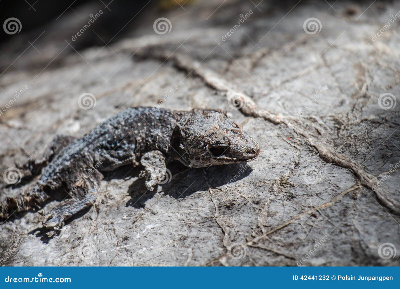Dead body of lizard stock photo. Image of body, decompose - 42441232