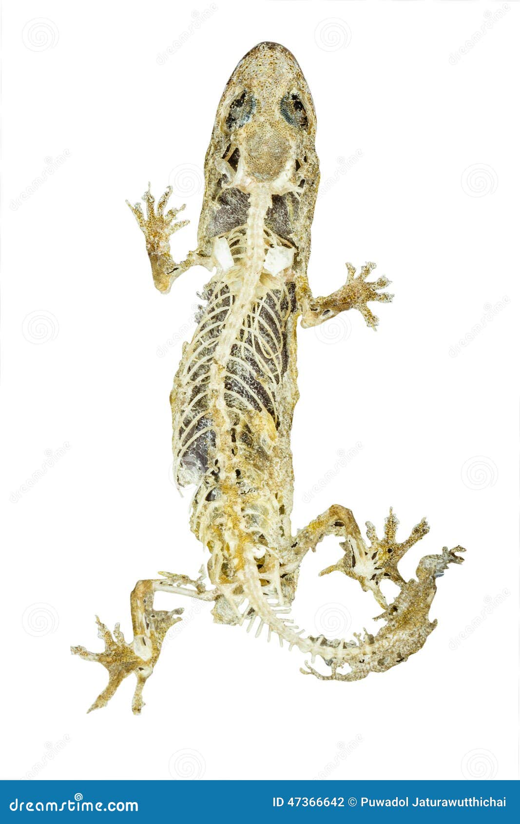 Dead Body of Lizard on White Background Stock Photo - Image of putrefy ...