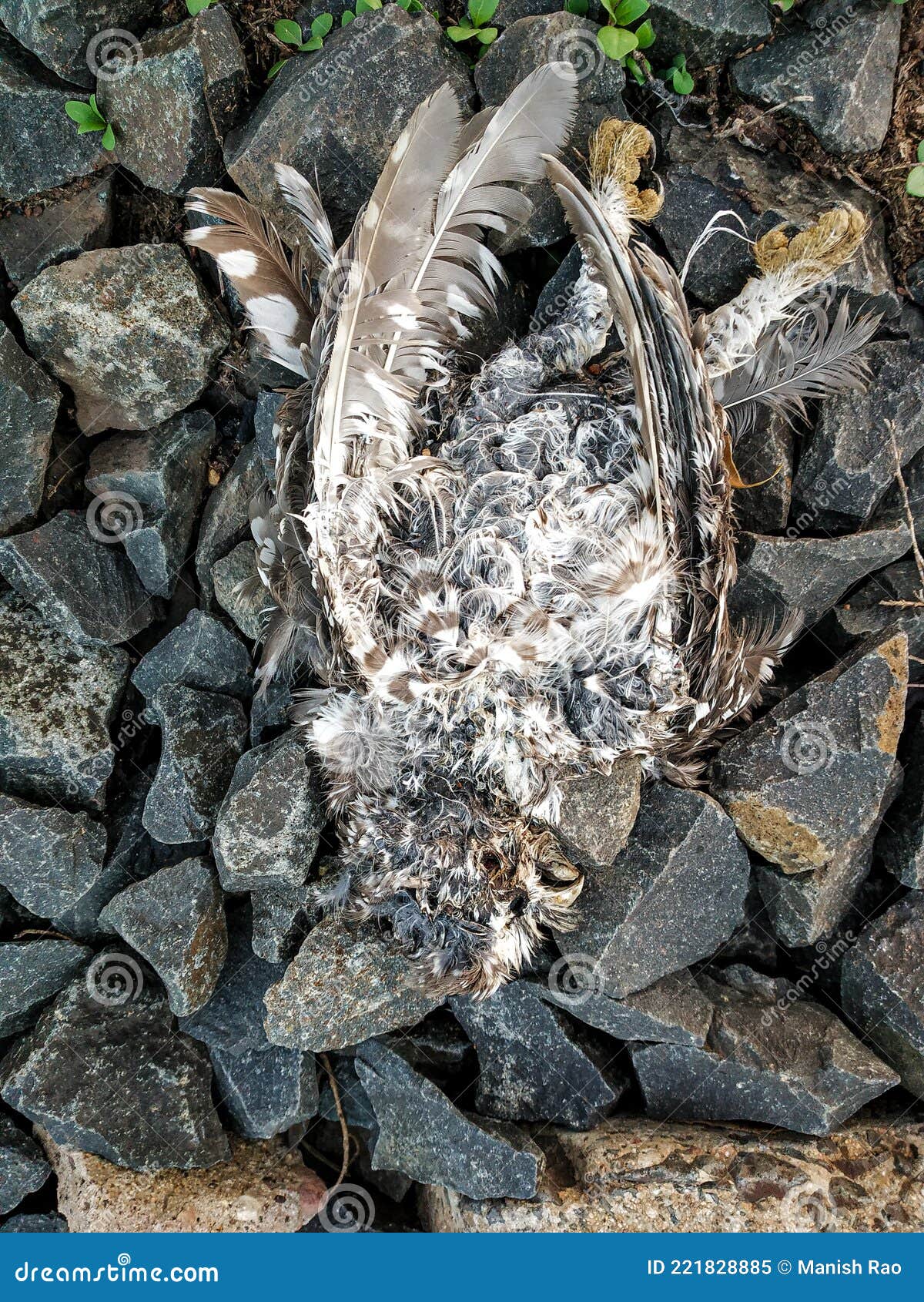 A Dead Body Owl is Being Decomposed. Stock Image - Image of body ...