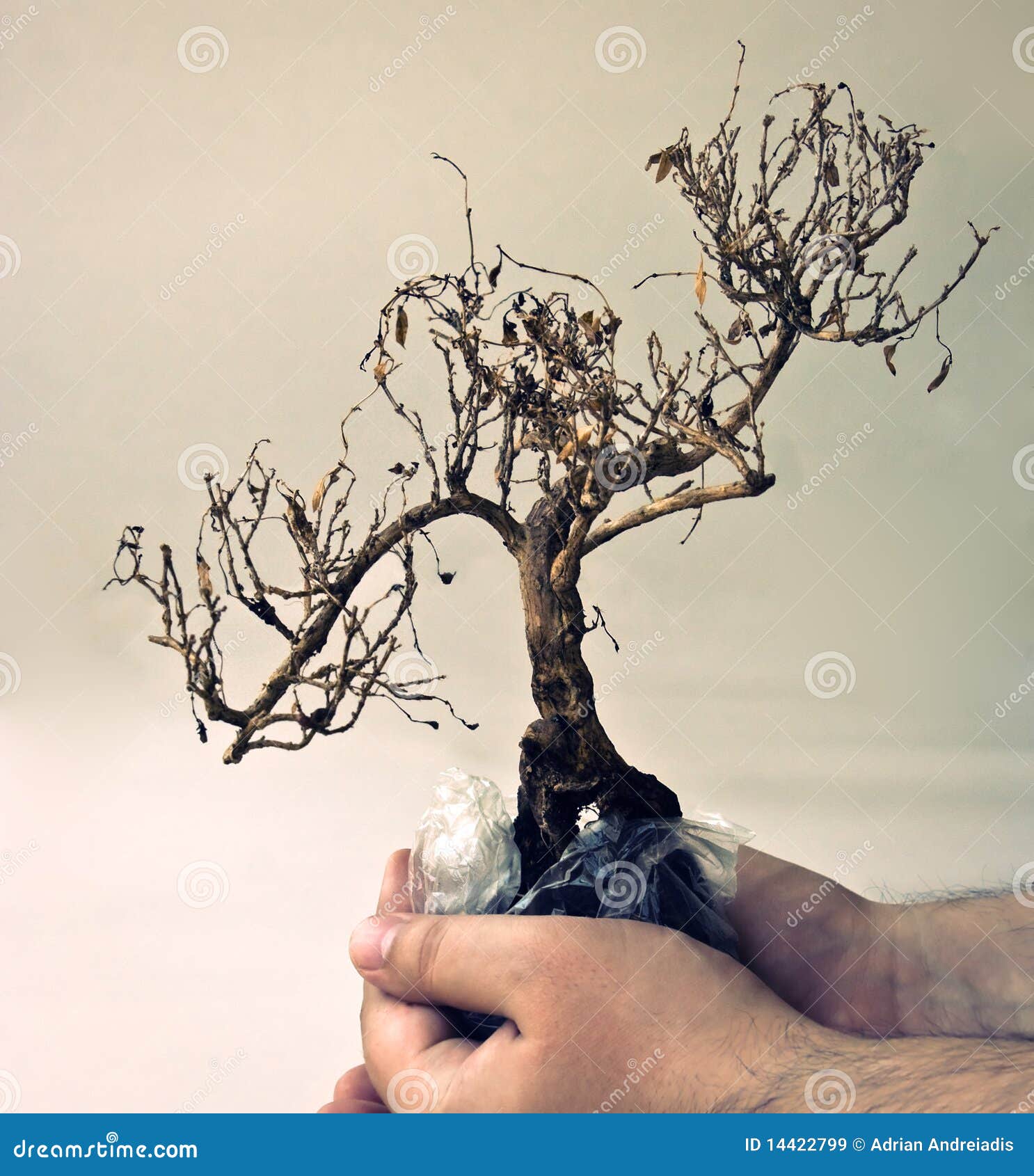 Dead Bonsai Hold in Hands stock image. Image of solitude - 14422799