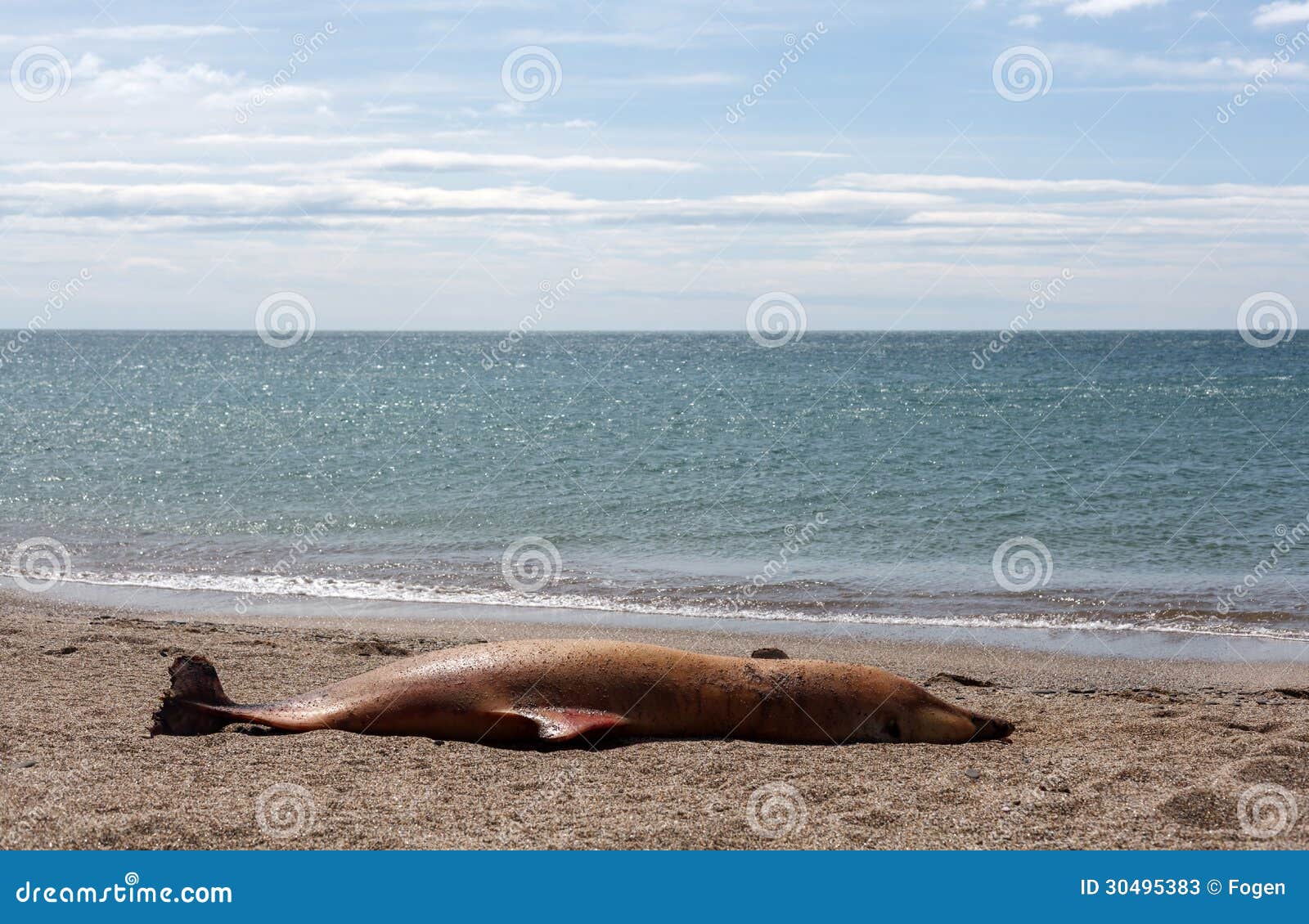 Dead Bottlenose Dolphin Lies on the Coast Stock Image - Image of ...