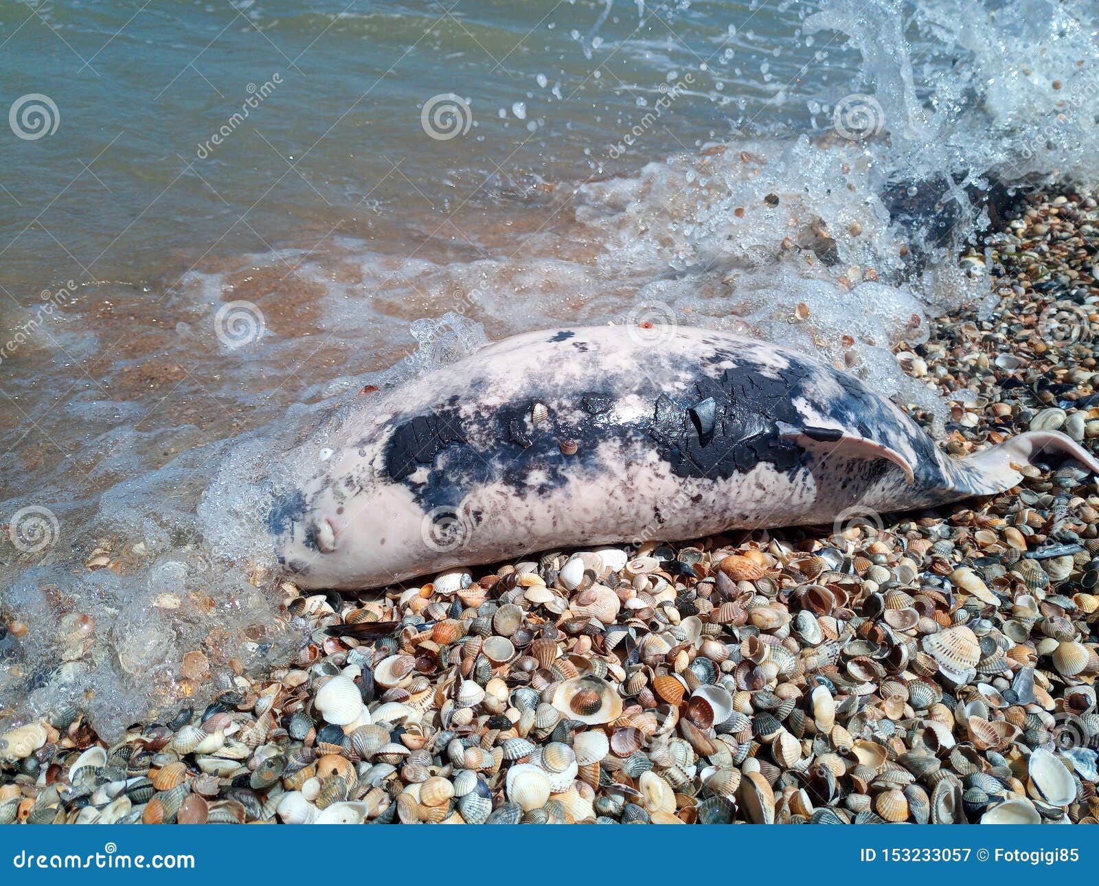 Dead bottlenose dolphin stock image. Image of life, fish - 153233057