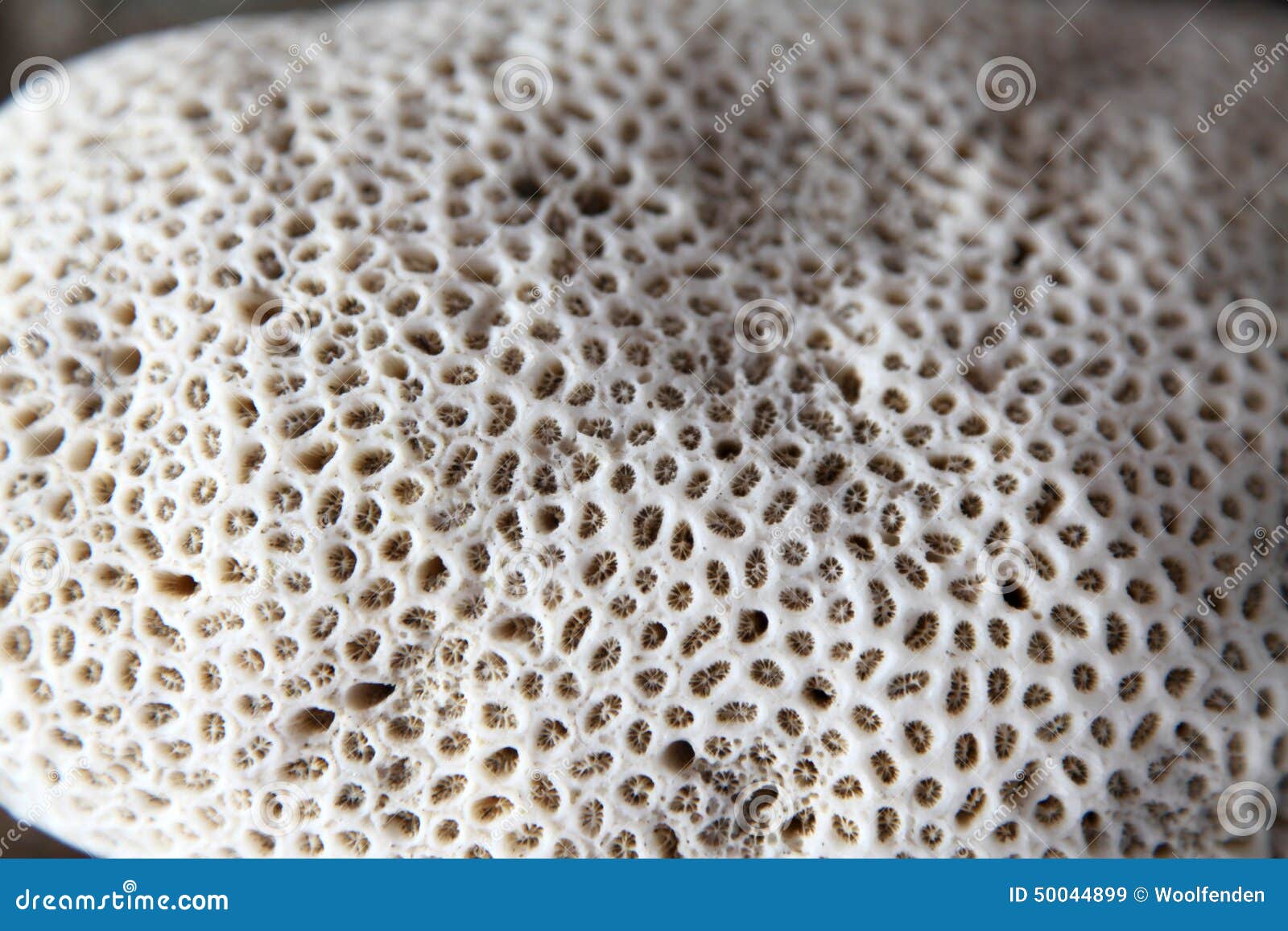 Dead Brain Coral stock image. Image of skeleton, dead - 50044899