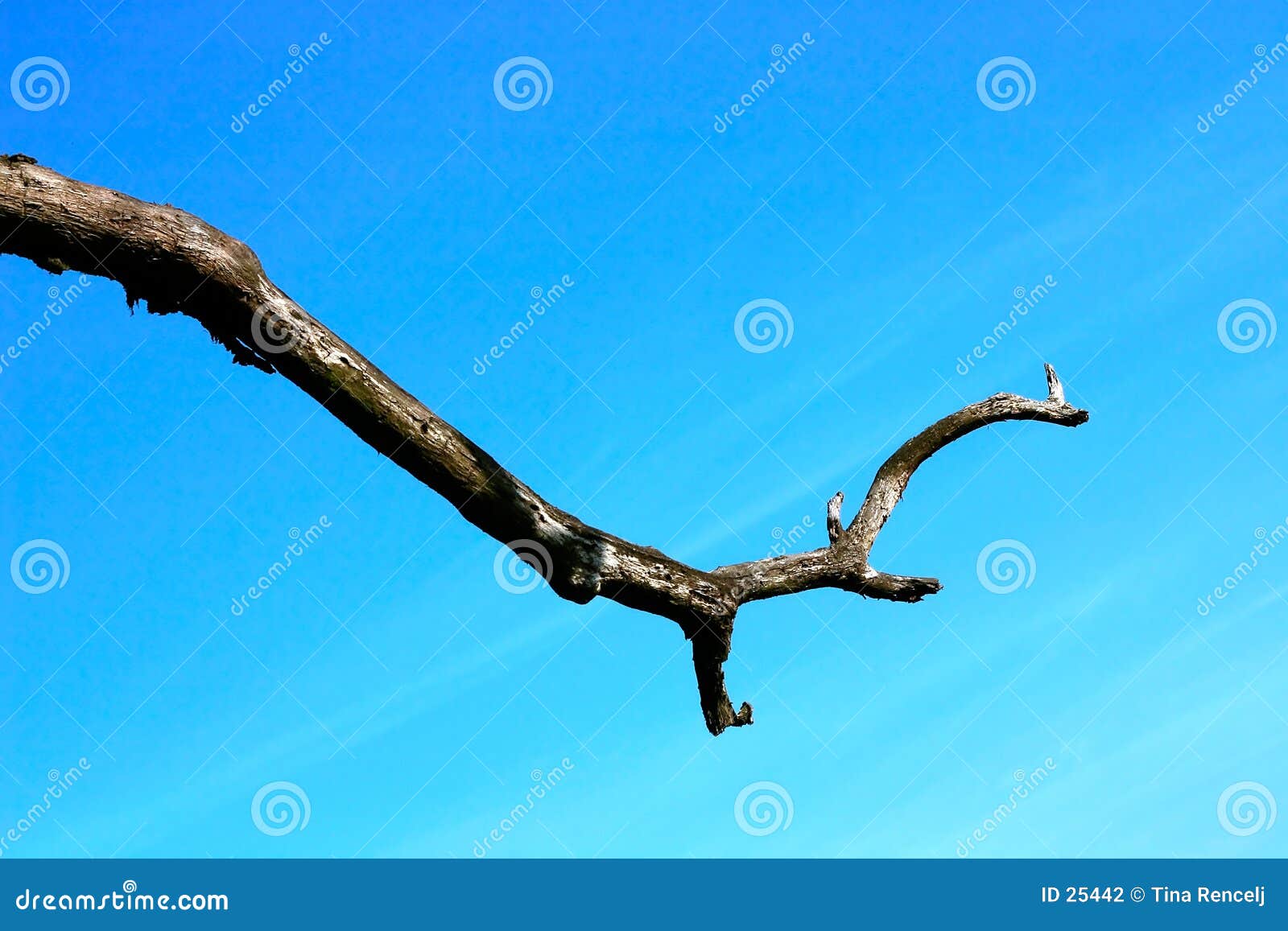 Dead Branch stock photo. Image of dead, sunrays, meadow - 25442