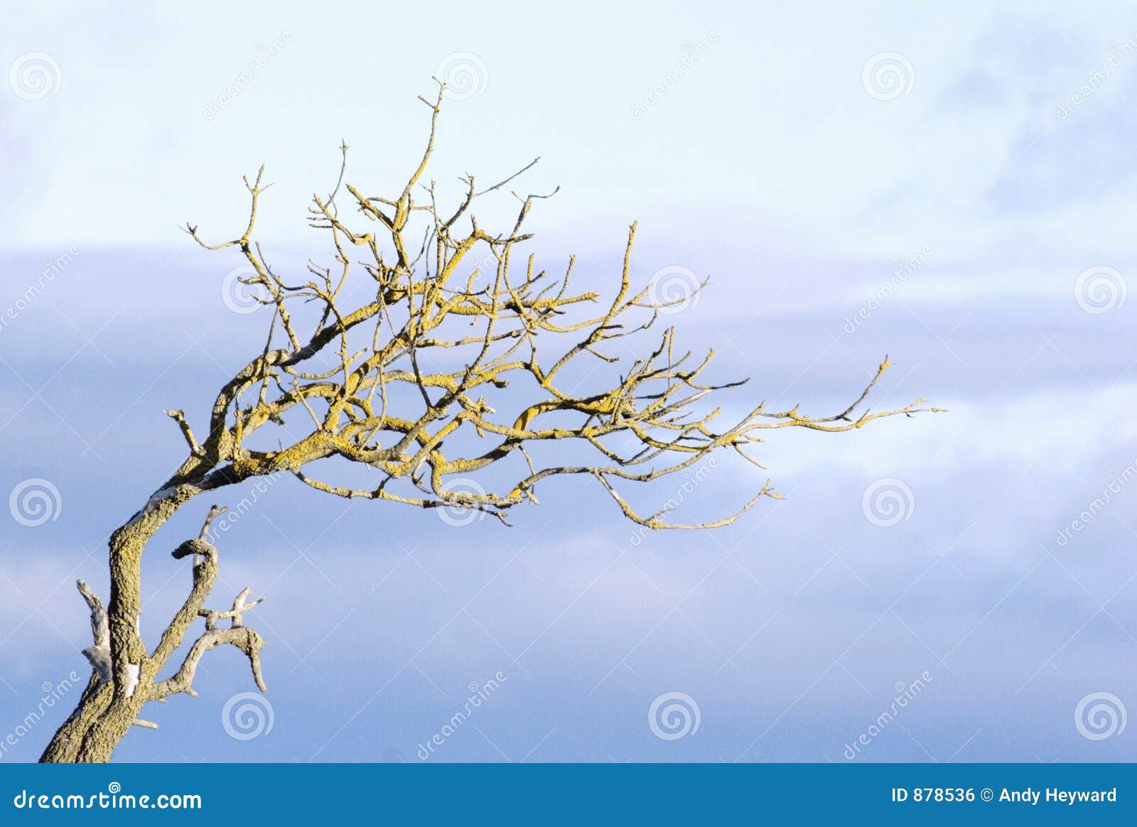 Dead Branch stock photo. Image of branch, lichen, twig - 878536