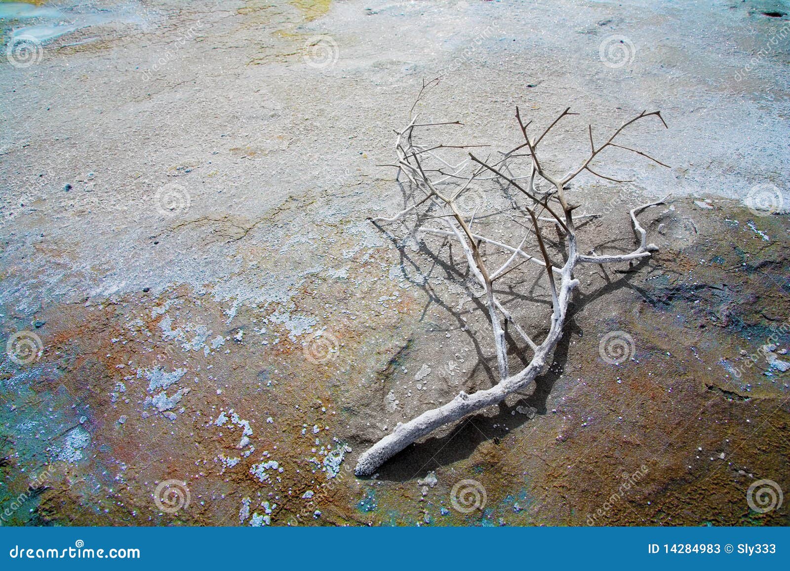 Dead Branch on a Acid Ground Stock Image - Image of branch, plant: 14284983