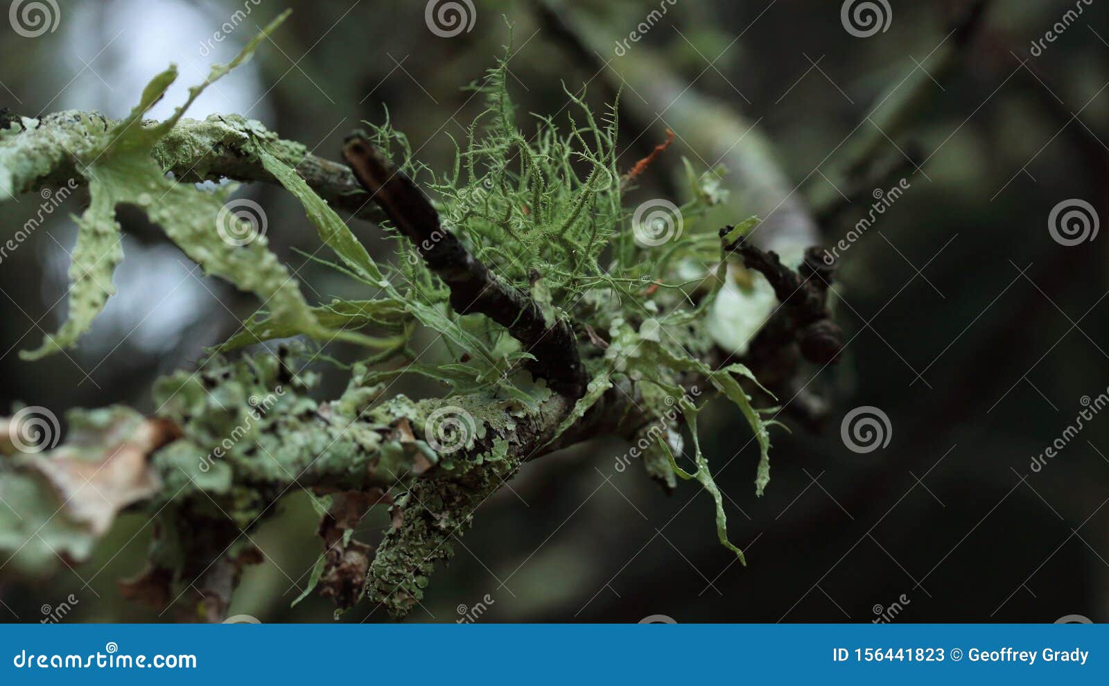 A Dead Branch at is Alive with Lichen Stock Image - Image of leaf ...