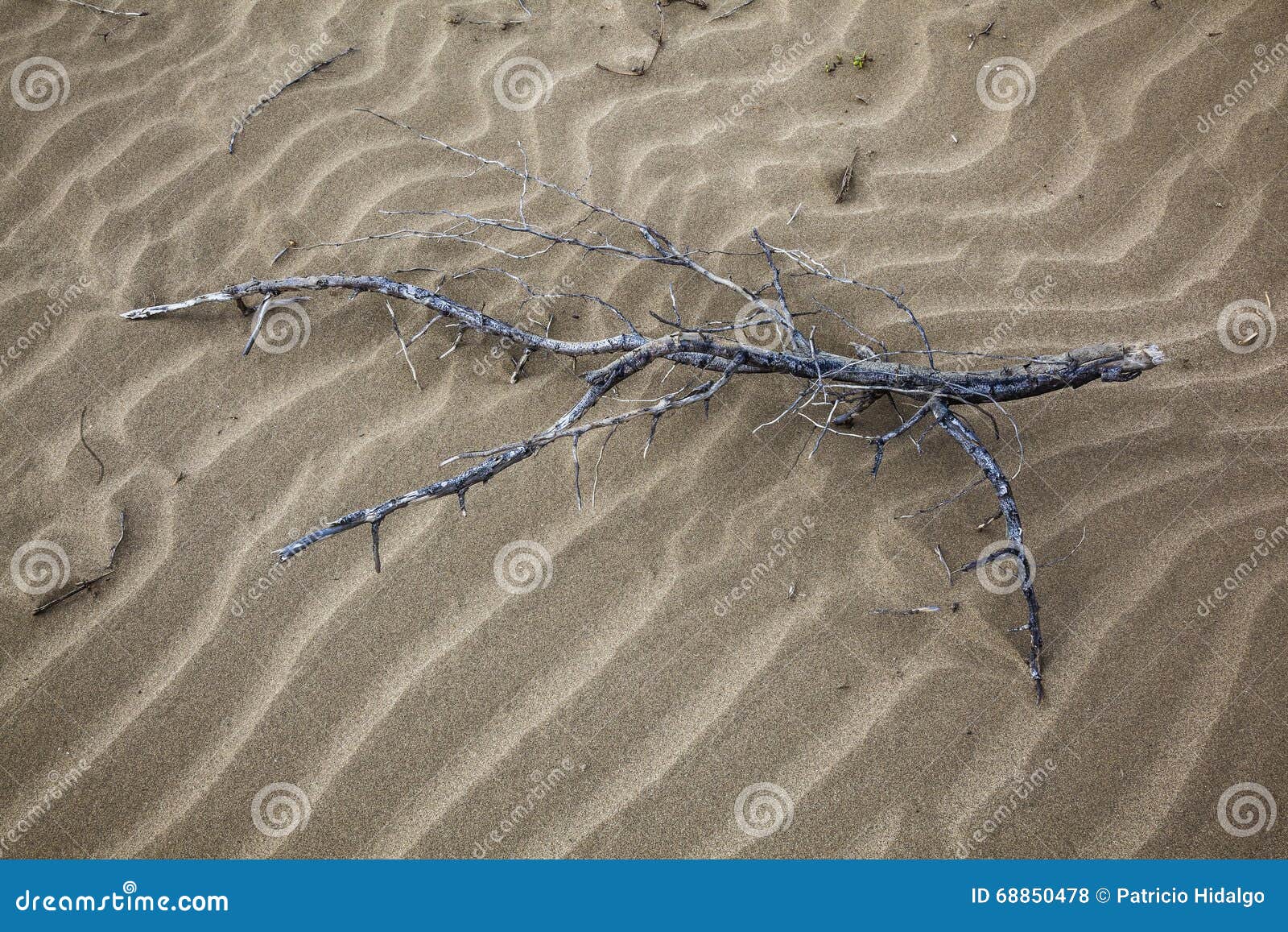 Dead branch on desert sand stock photo. Image of branch - 68850478