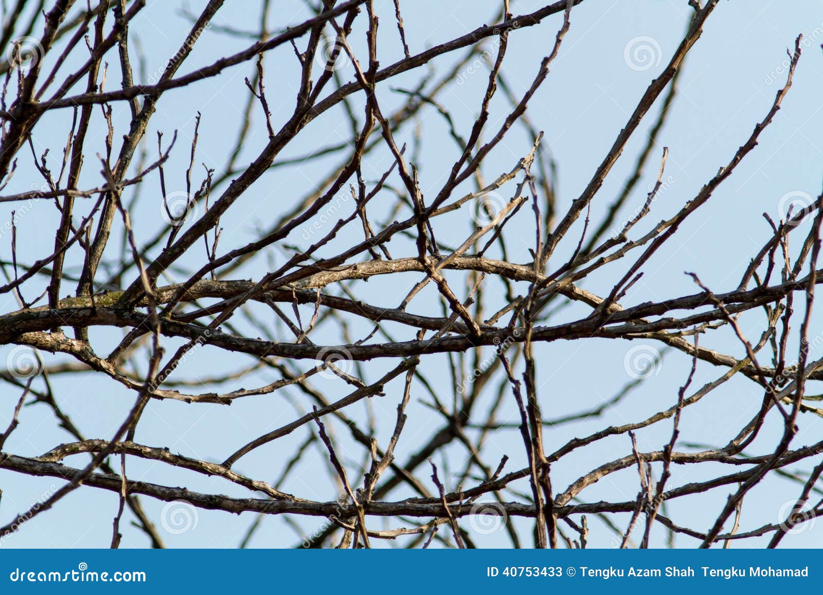Dead Branch dull sky 2 stock image. Image of environment - 40753433