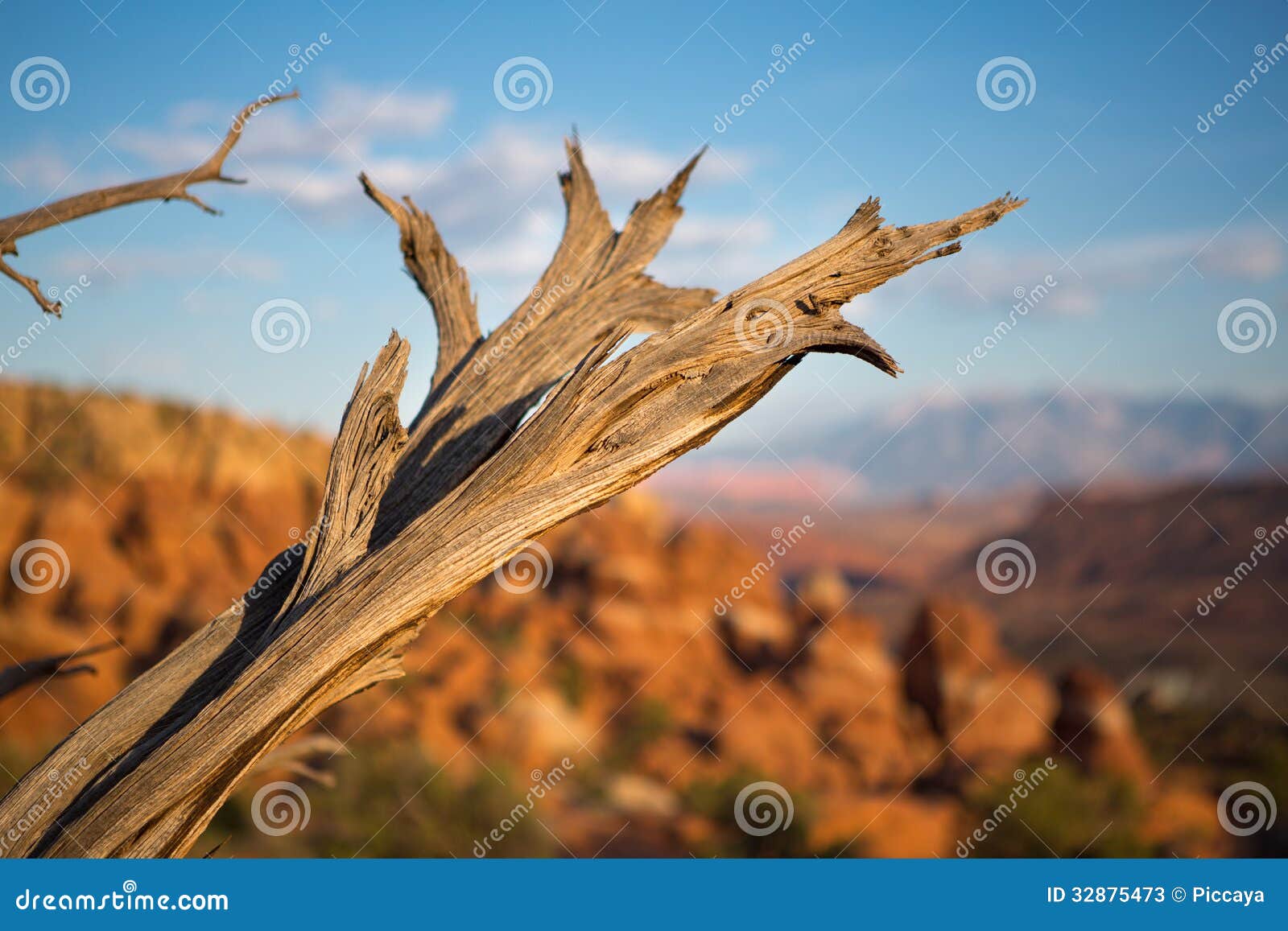 Dead branch stock image. Image of national, orange, climate - 32875473