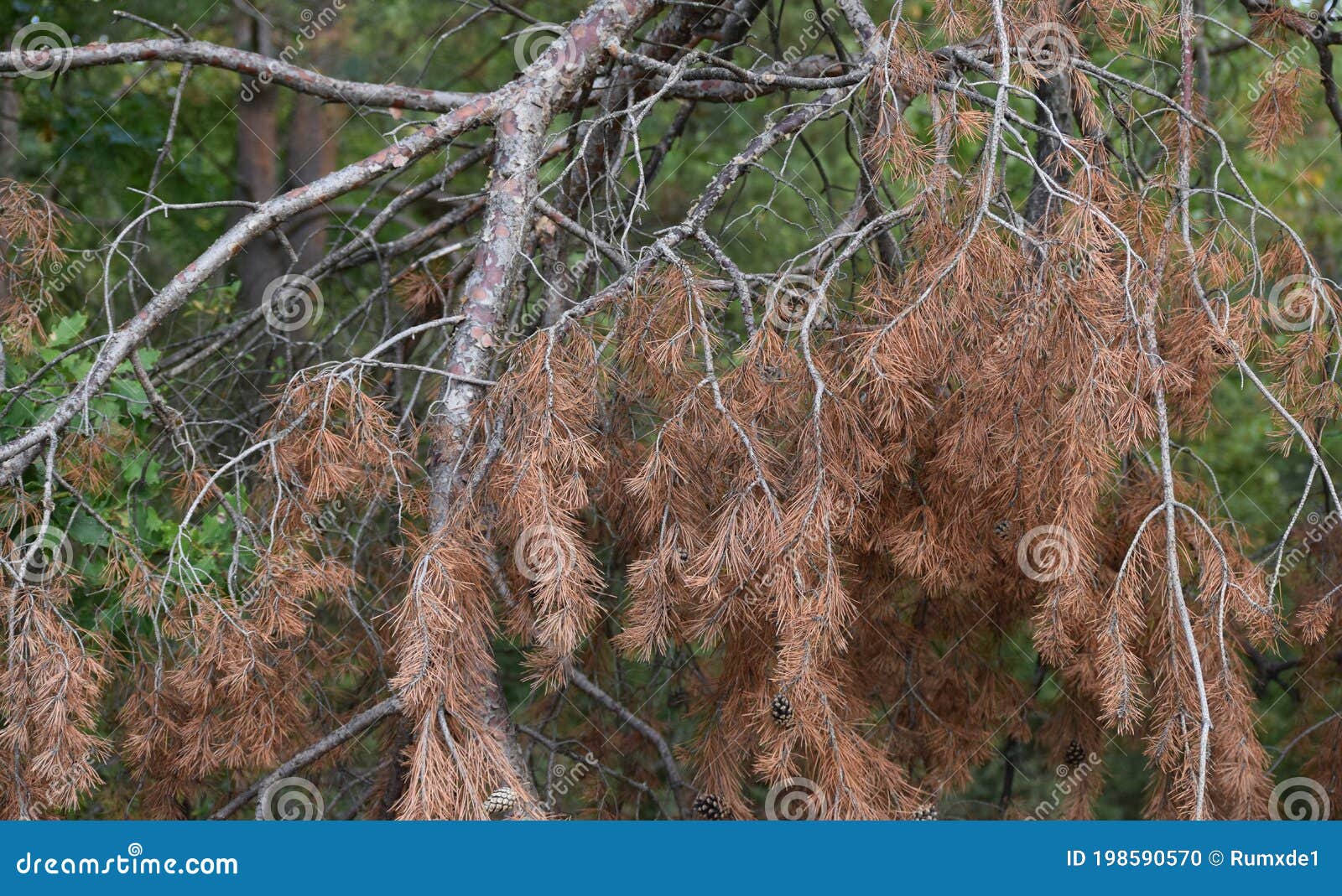 The Dead Branch of a Pine Tree Stock Photo - Image of broken, tree ...