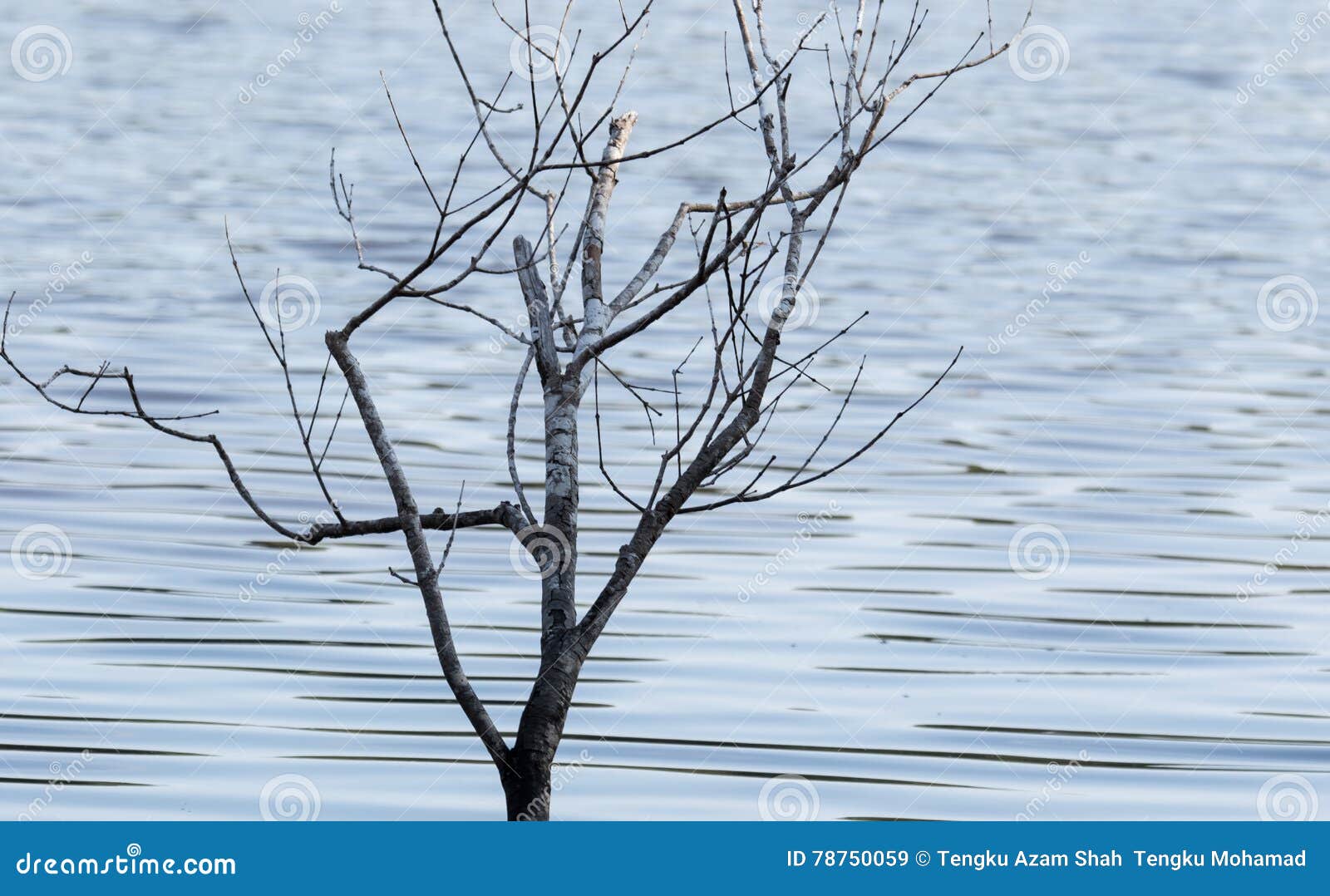 Dead Branch Over the lake stock image. Image of saturated - 78750059
