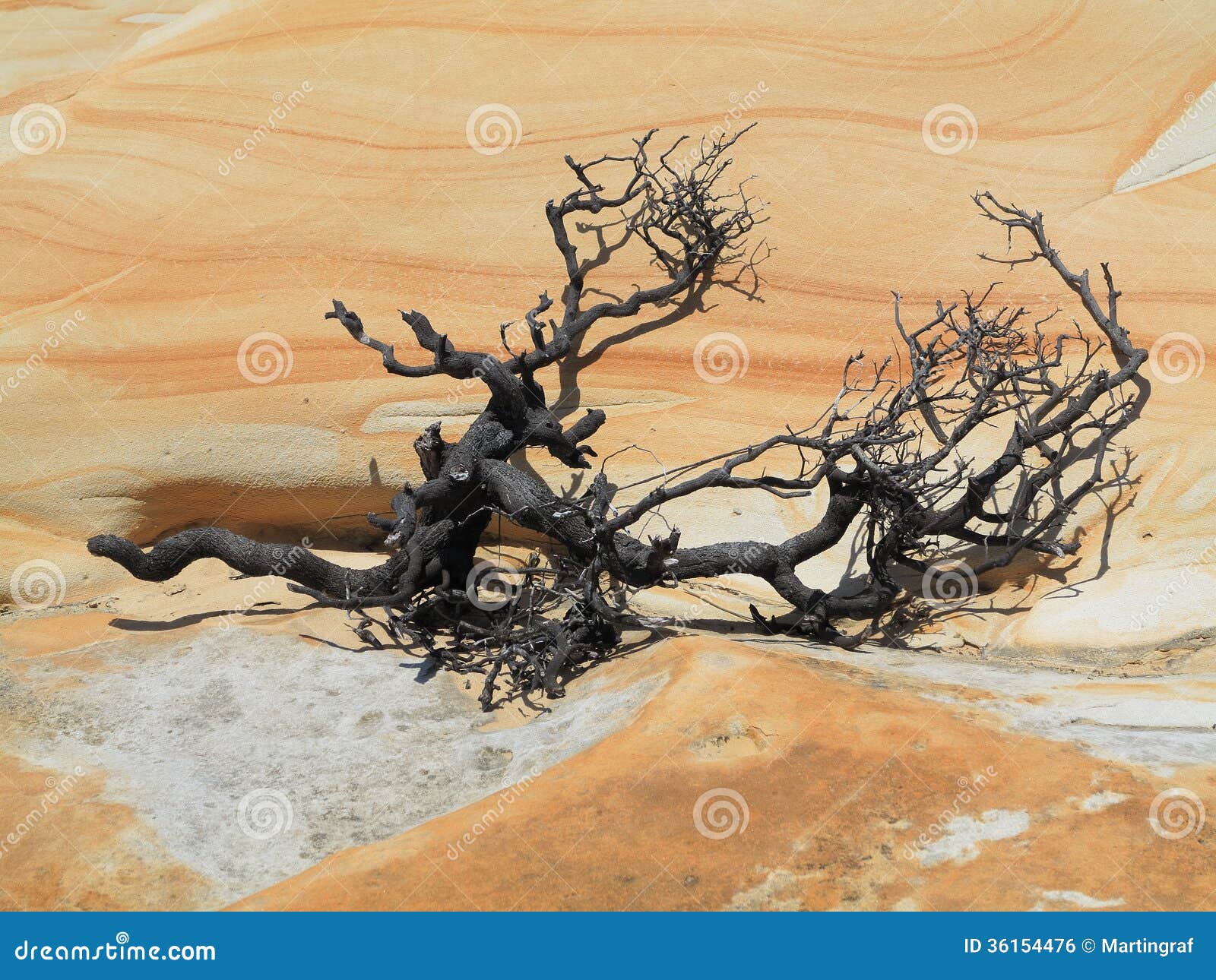 Dead Branch in Desolate Land Stock Photo - Image of aridity, forlorn ...