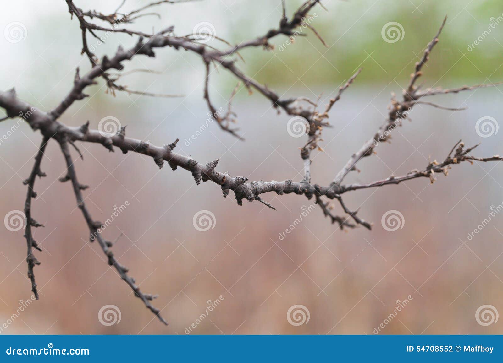 Dead branch stock photo. Image of plant, fall, scene - 54708552