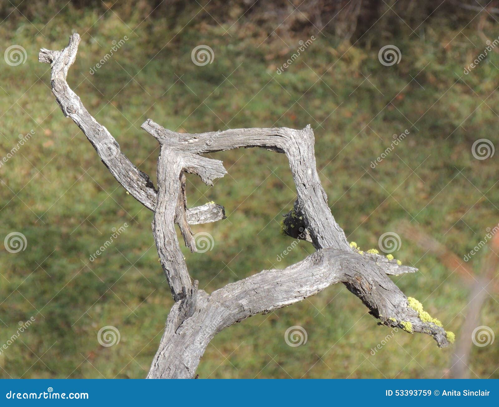 This Dead Branch Seems To Be Talking with Its Hands. Stock Image ...