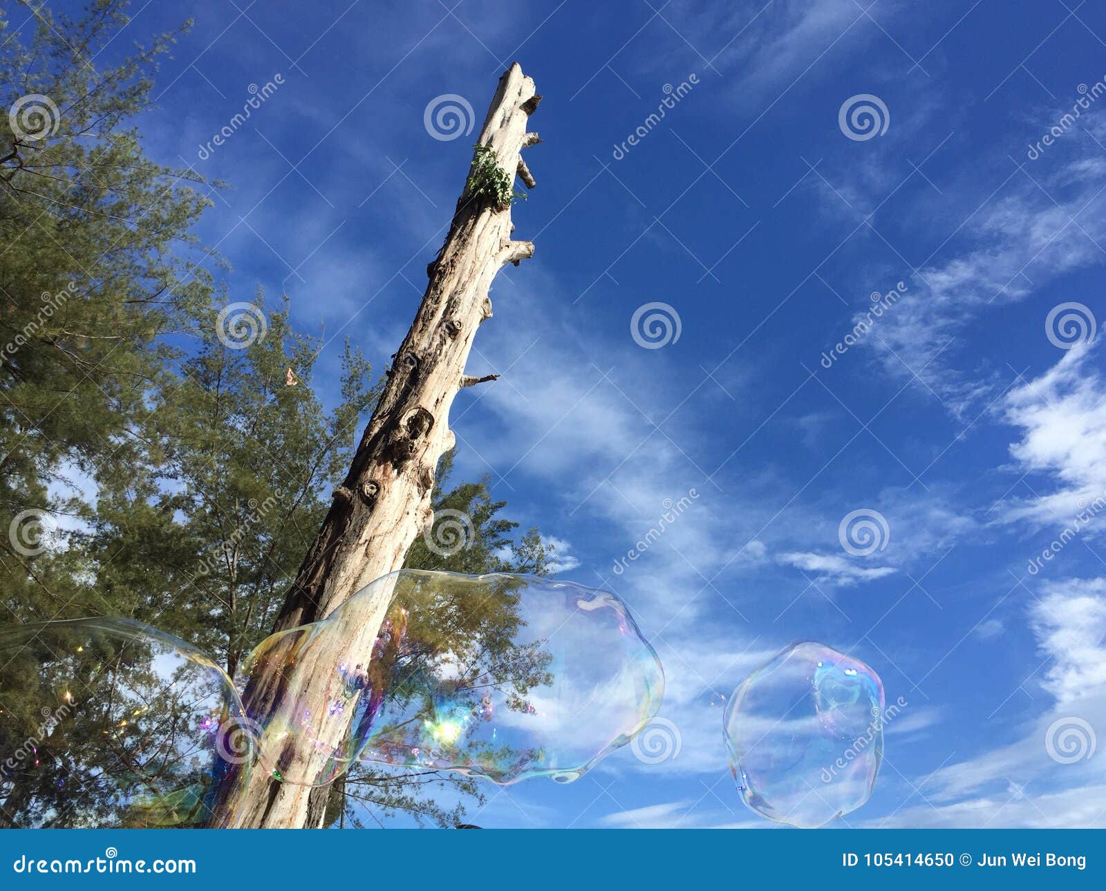 Dead Branch with Sky and Bubbles Stock Photo - Image of branch, tree ...