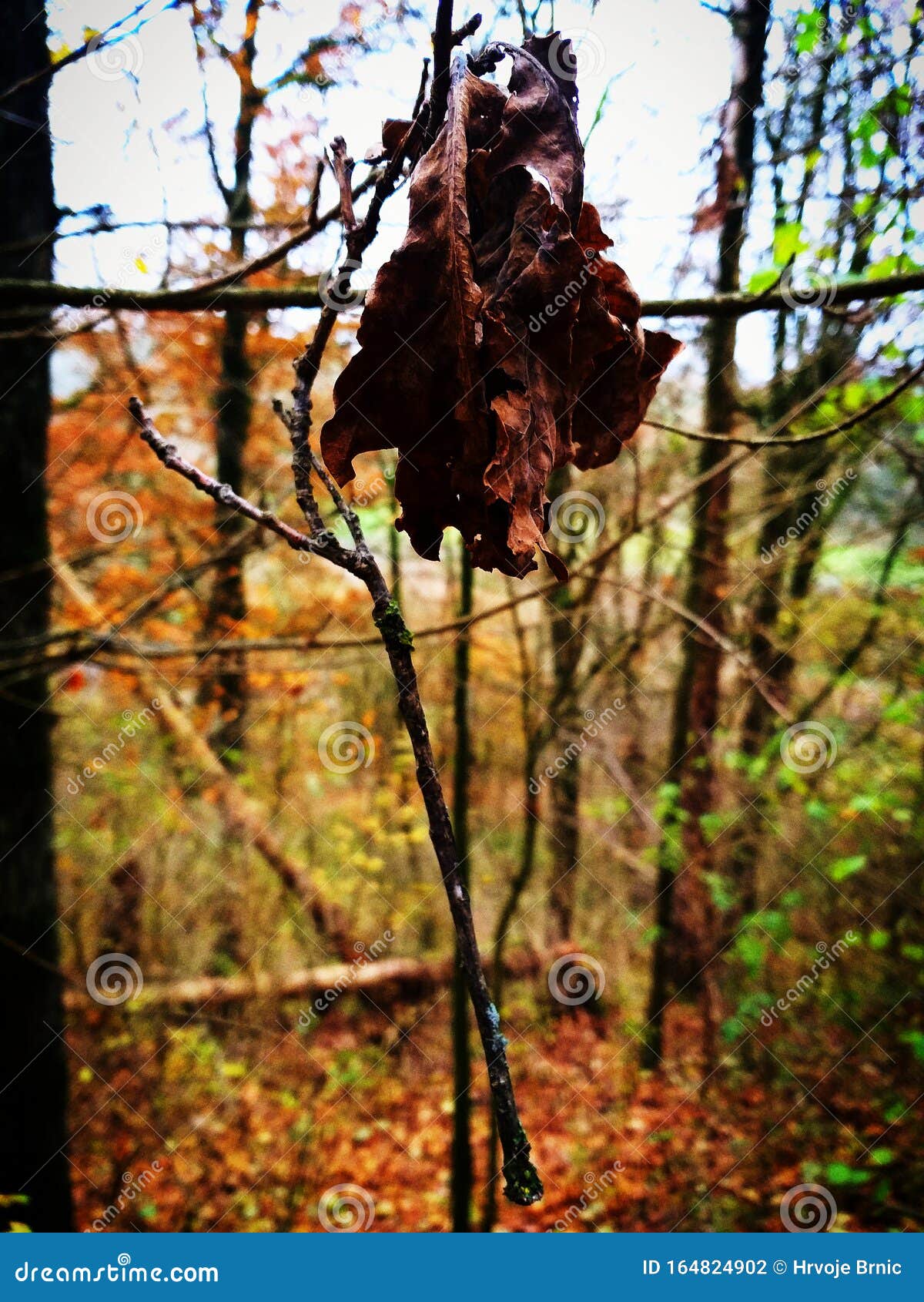 Dead branch on the tree stock photo. Image of leaf, dead - 164824902