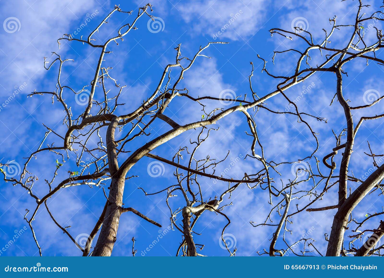 Dead branch tree stock image. Image of autumn, detailed - 65667913