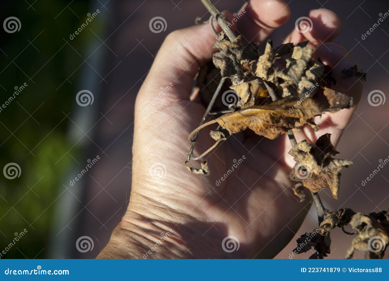 Dead branch of tree stock image. Image of holding, leaf - 223741879