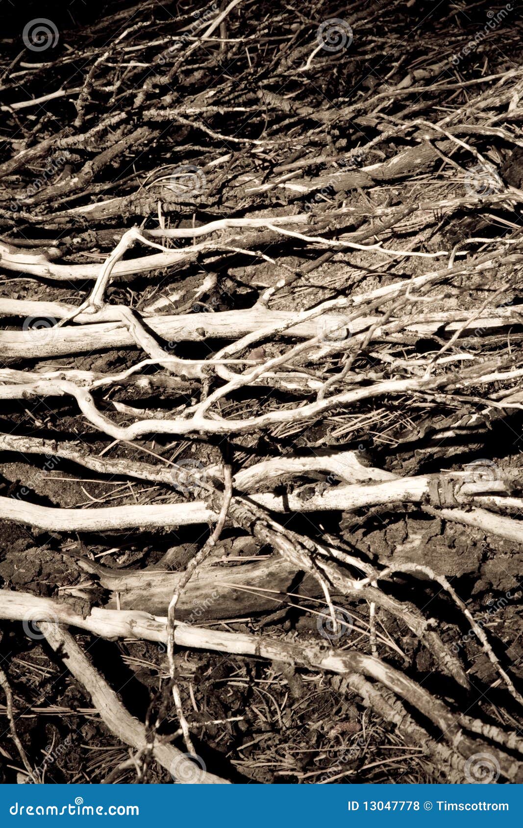 Dead branches stock photo. Image of nature, silhouette - 13047778