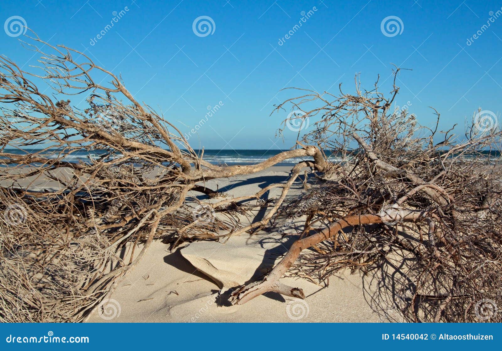 Dead branches on a beach stock photo. Image of beach - 14540042