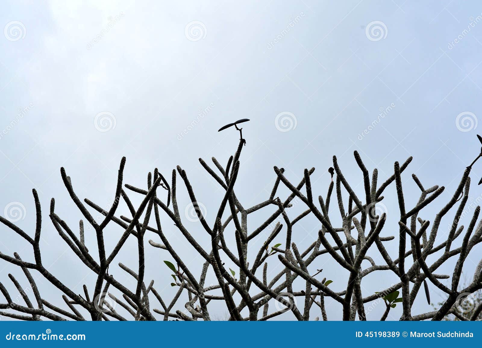 Dead branches stock image. Image of plant, deciduous - 45198389