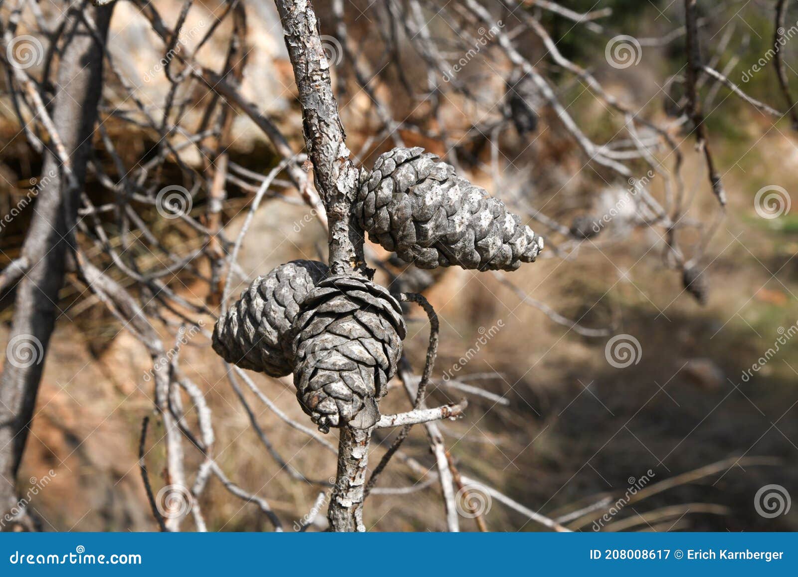 Dead Tree Branches with Cones Stock Image - Image of environment, grey ...