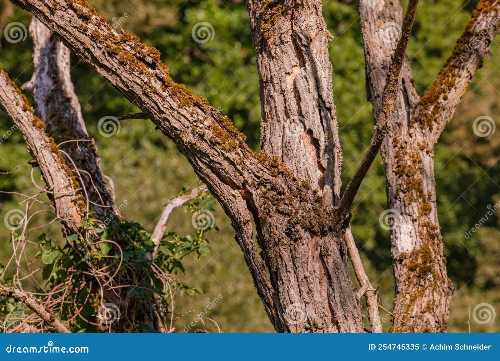 Dead Branches of a Large Dead Tree Stock Image - Image of branch, bark ...