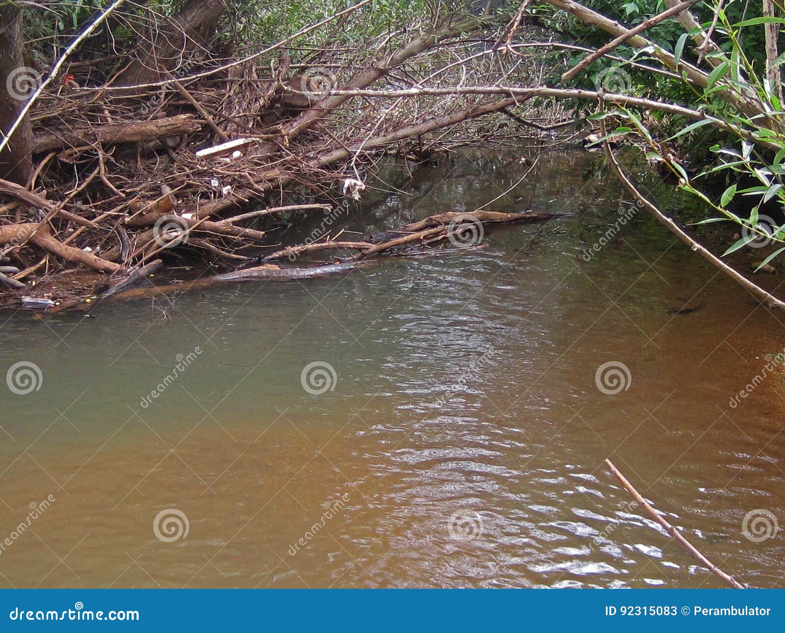 DEAD BRANCHES OVER STREAM stock image. Image of stream - 92315083