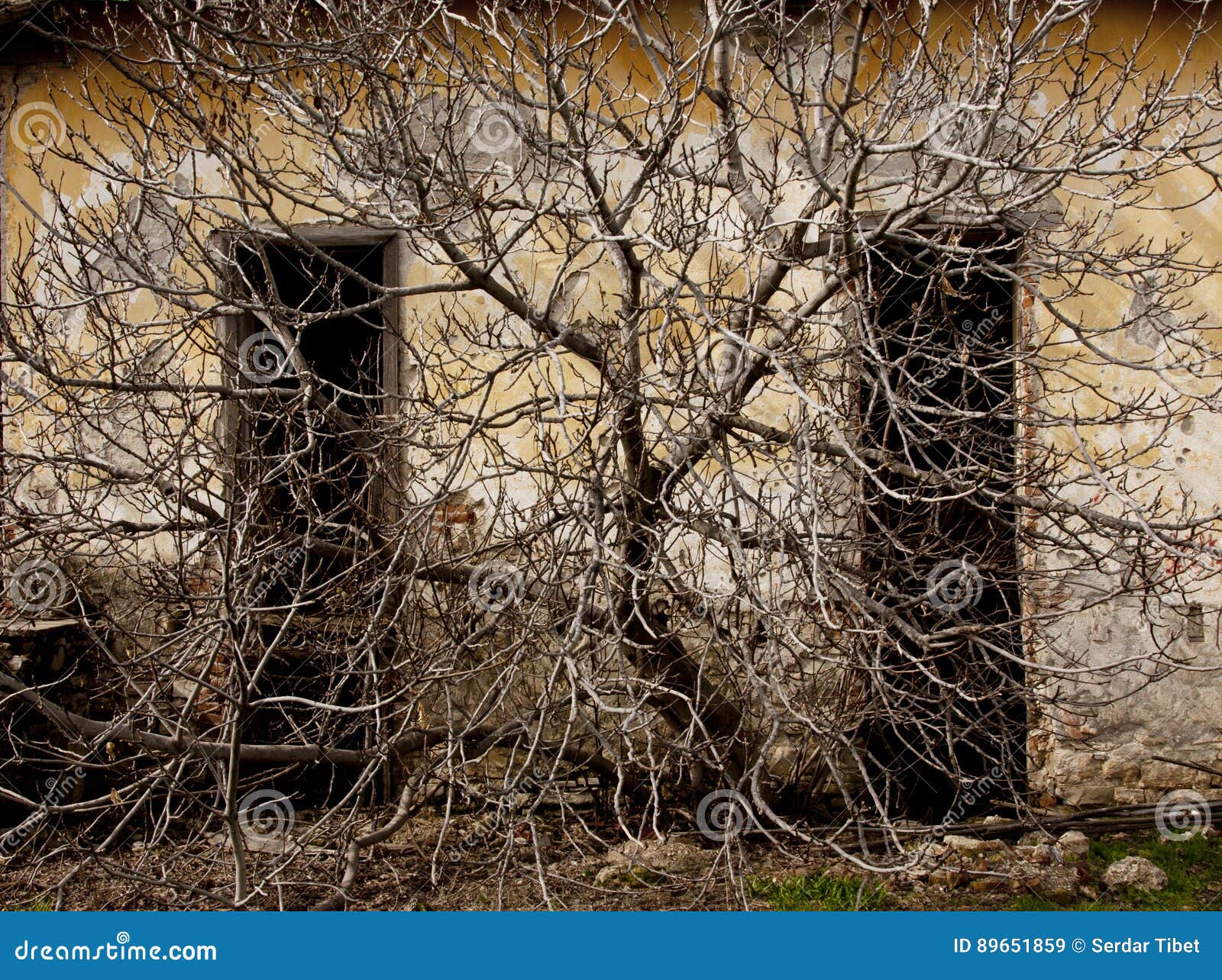 Dead branches stock image. Image of calm, tree, background - 89651859