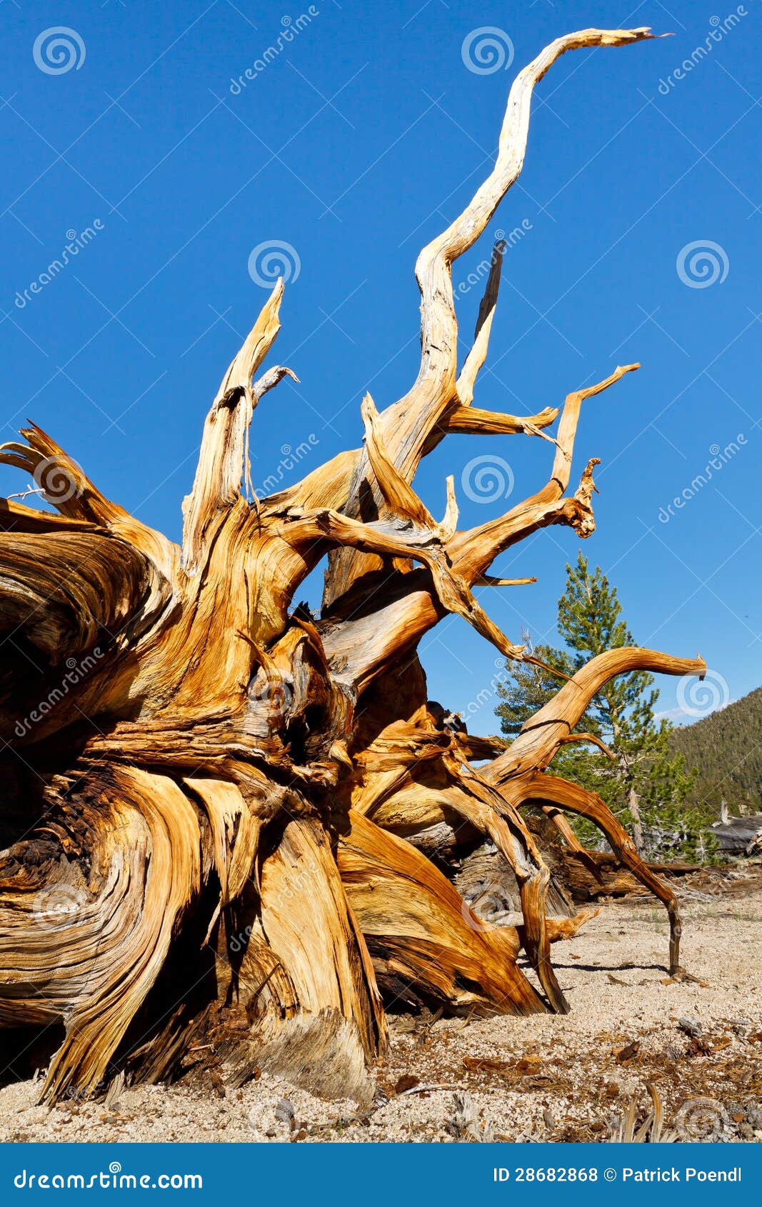 Dead Bristlecone Pine stock photo. Image of sierra, bristlecone - 28682868