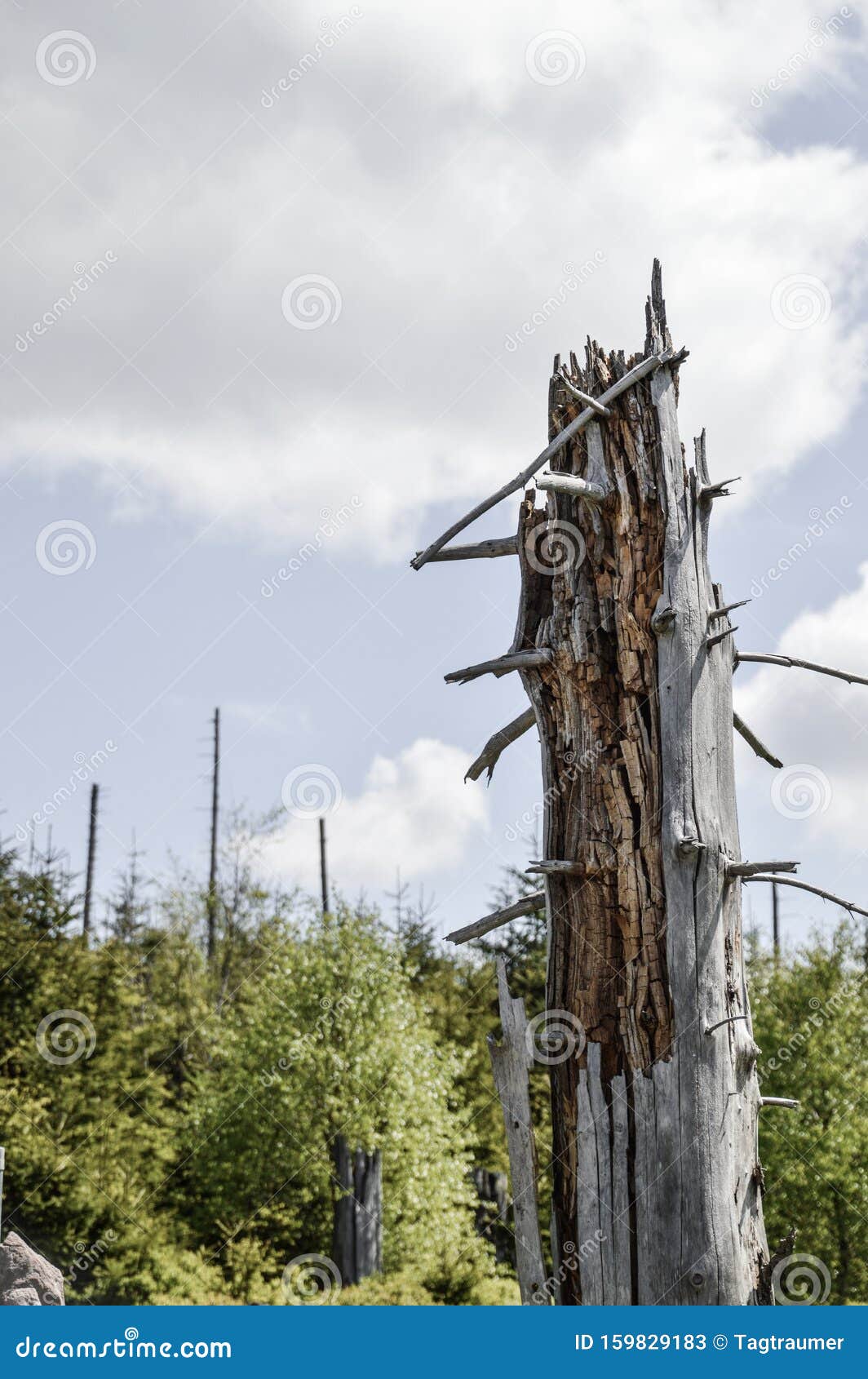 Dead Tree As Symbol for Environment Protection Stock Image - Image of ...